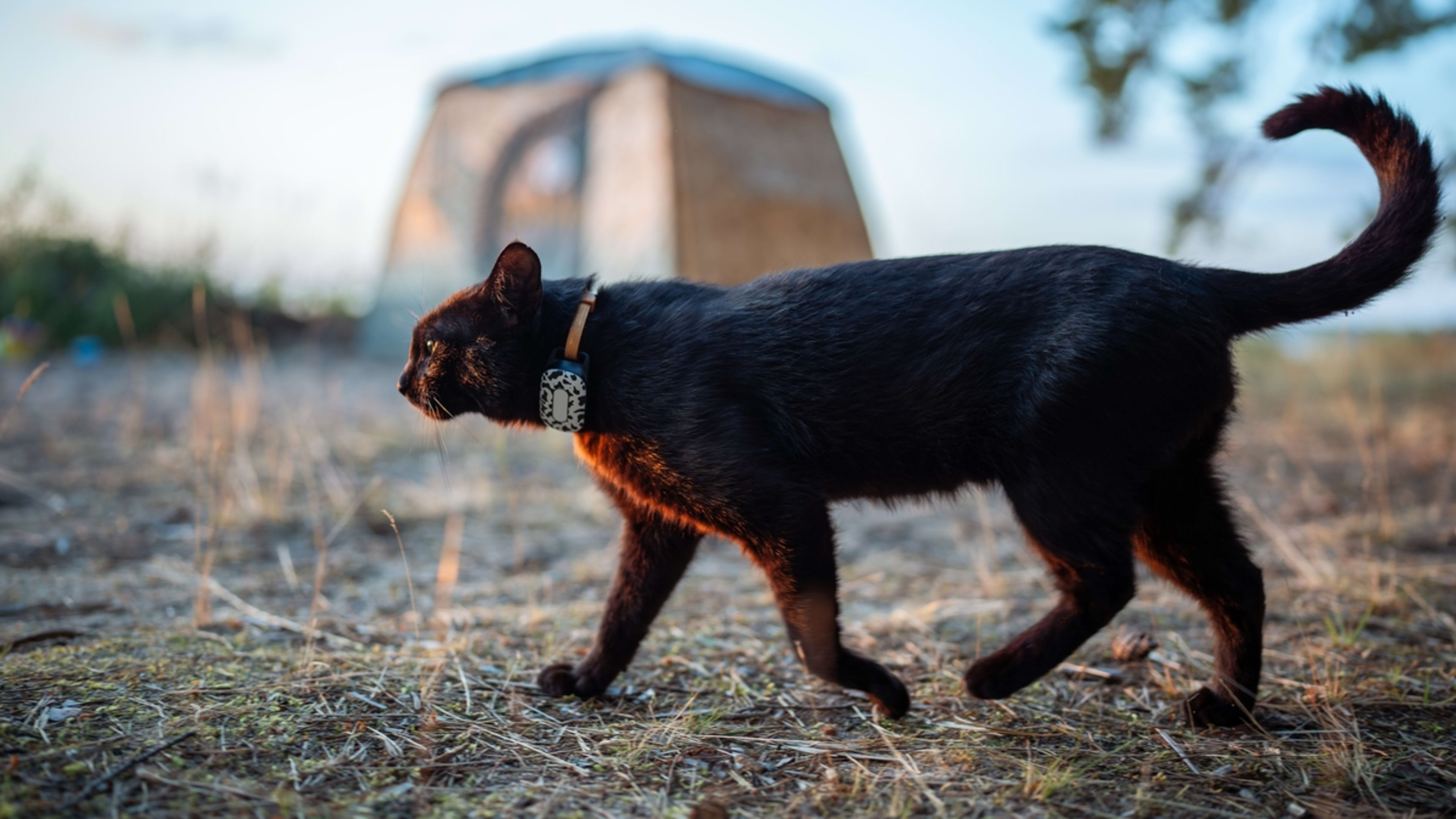 Dangerous Self-Cleaning Litter Boxes Are Reportedly Claiming Cats' Lives