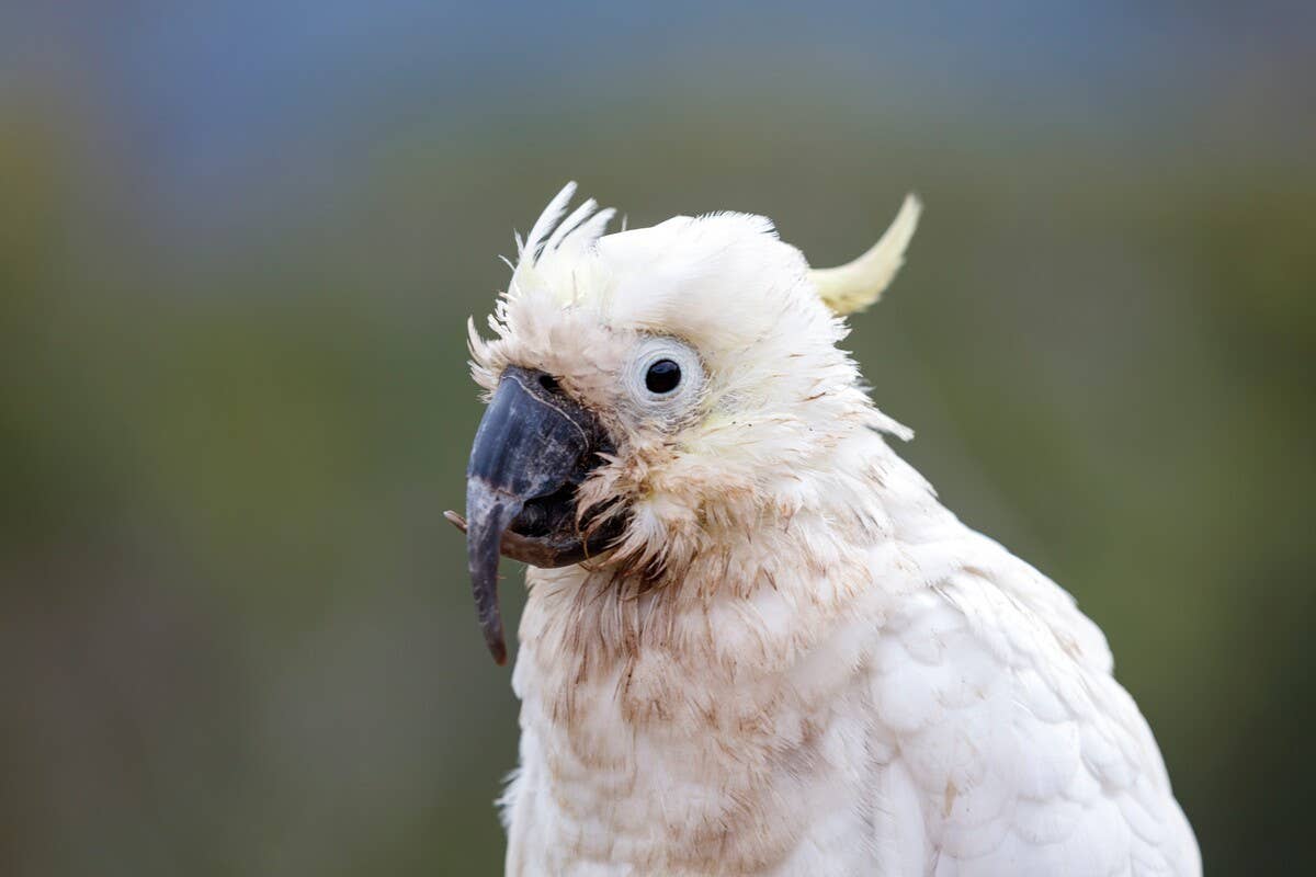Cockatoo Begs for Mom's Attention As She Tries to Feed Donkey and It's ...