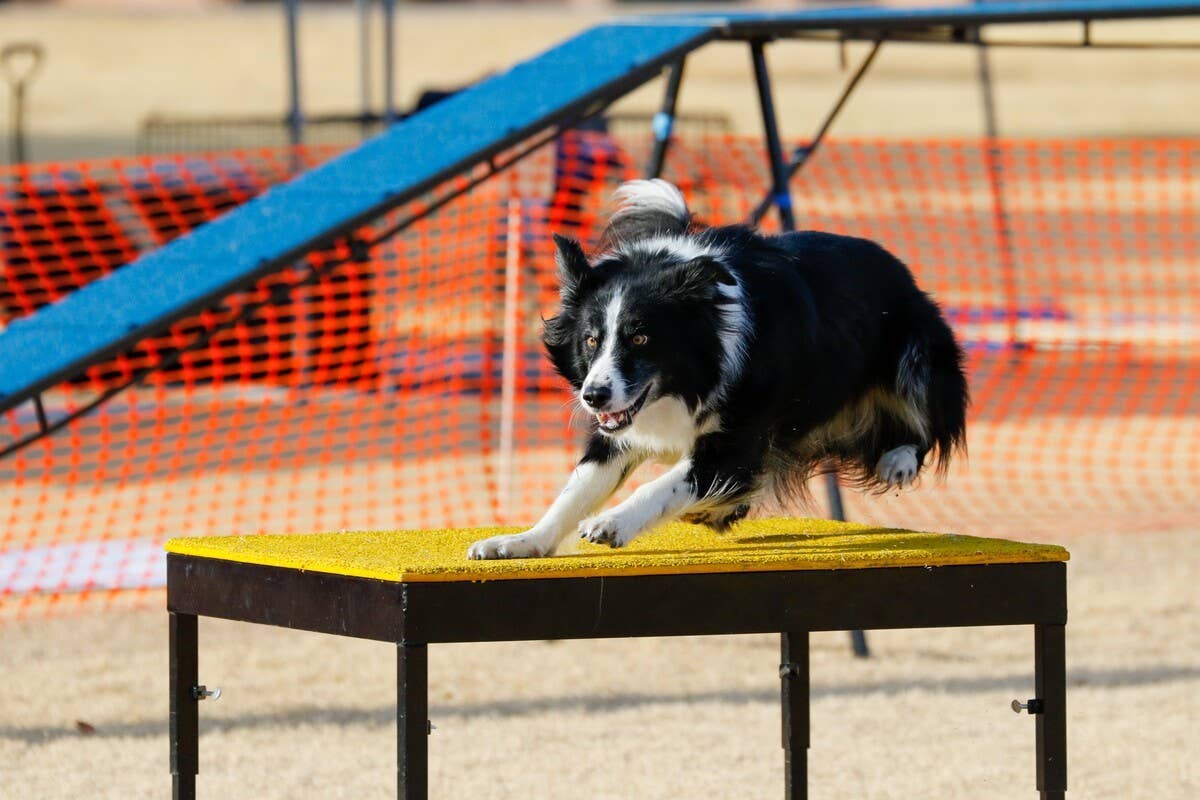 Playful Border Collie’s Cow Tail Tug Triumph Sparks Unstoppable ...