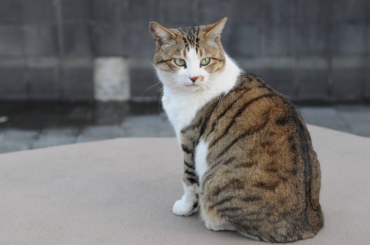 Starving Stray Cat Lets Rescuer Feed Kittens First Like the Best Little Mom