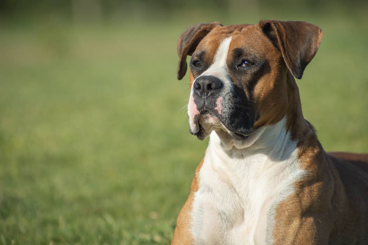 Adoptable Boxer Mix Who Looks Like Viral Angler Fish 'Searching for Her ...