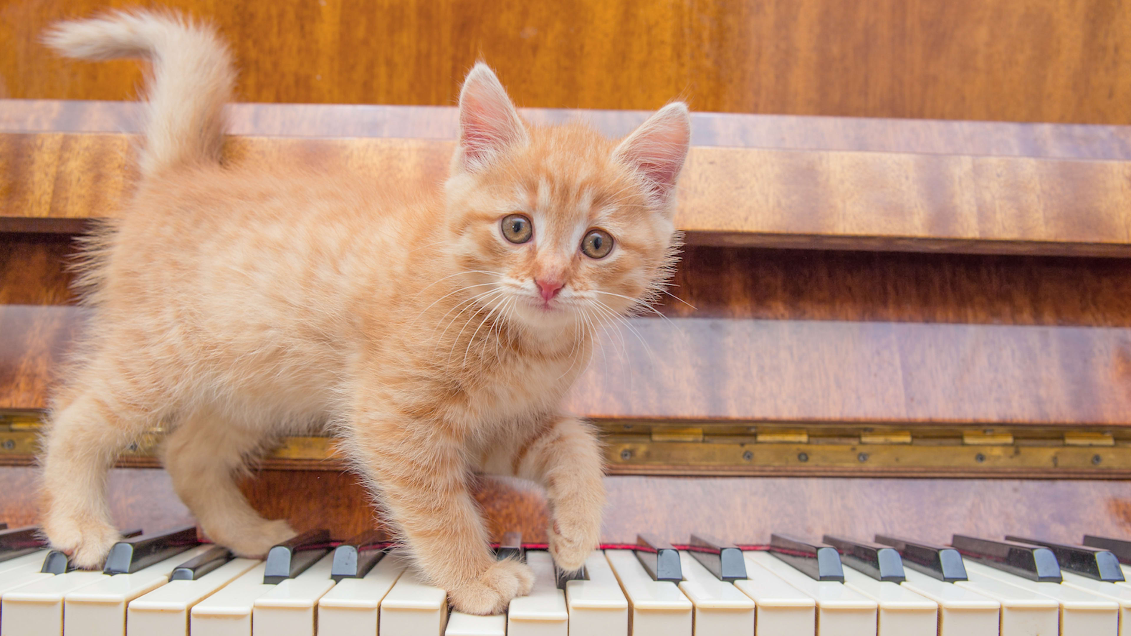 Transformation of 'Feral' Foster Cat and Kittens Is the Most Adorable ...