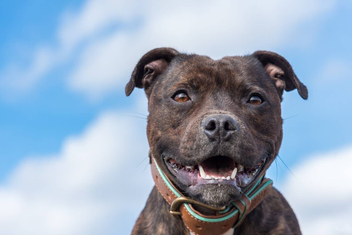 Blue Staffy’s Adorable Bond with the Mailman Is the Ultimate Friendship ...