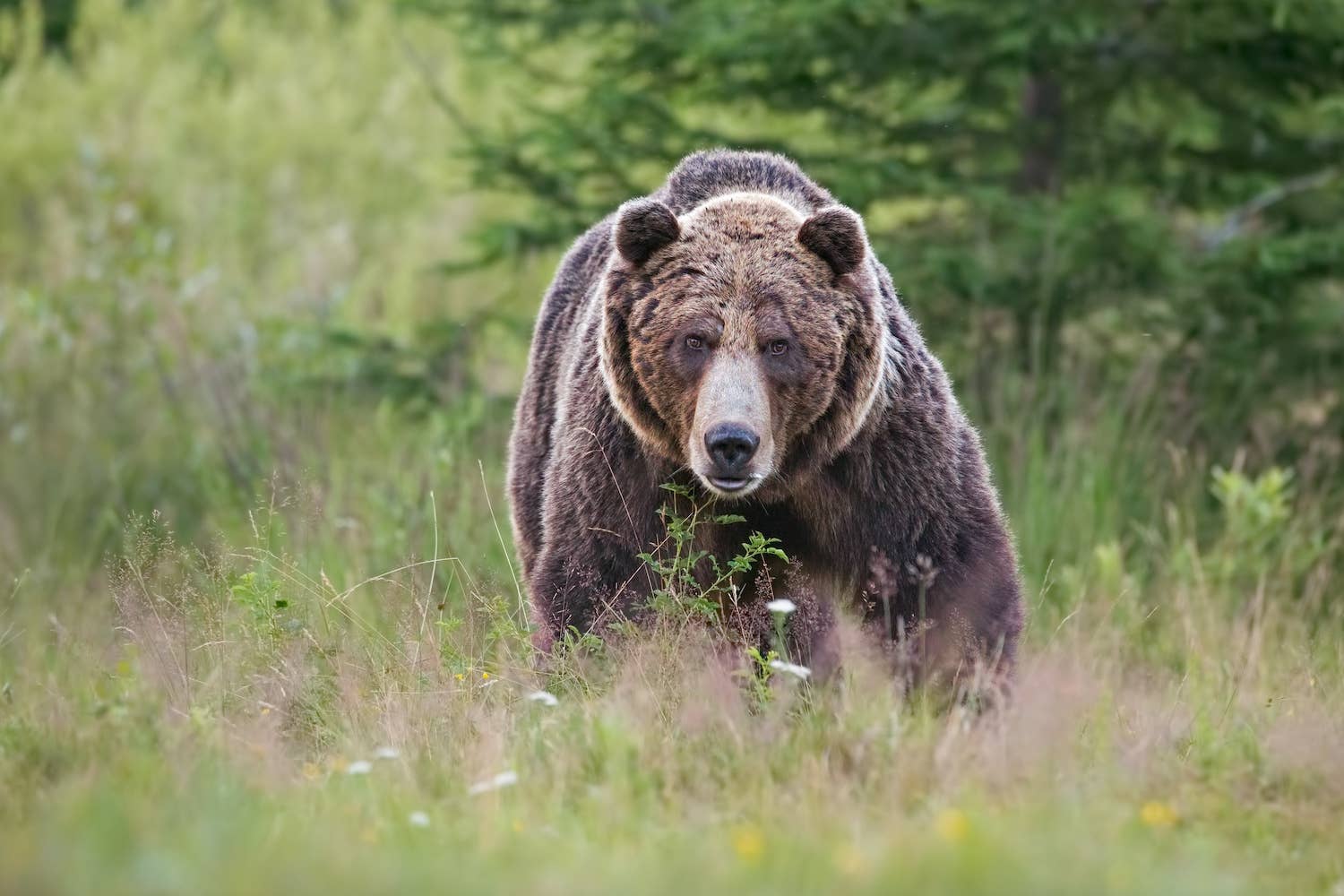 Wildlife Photographer Shares the Story Behind an Intimidating Photo of ...