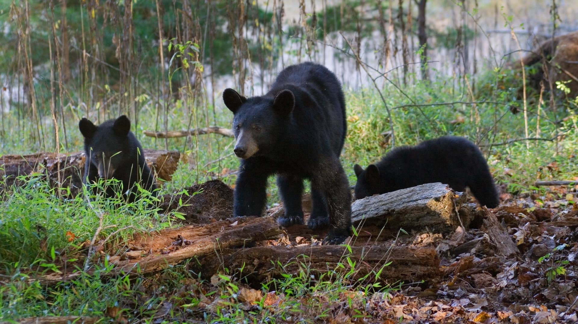 Wildlife Photographer Captures Patient Mama Bear Waiting for Her Cubs ...