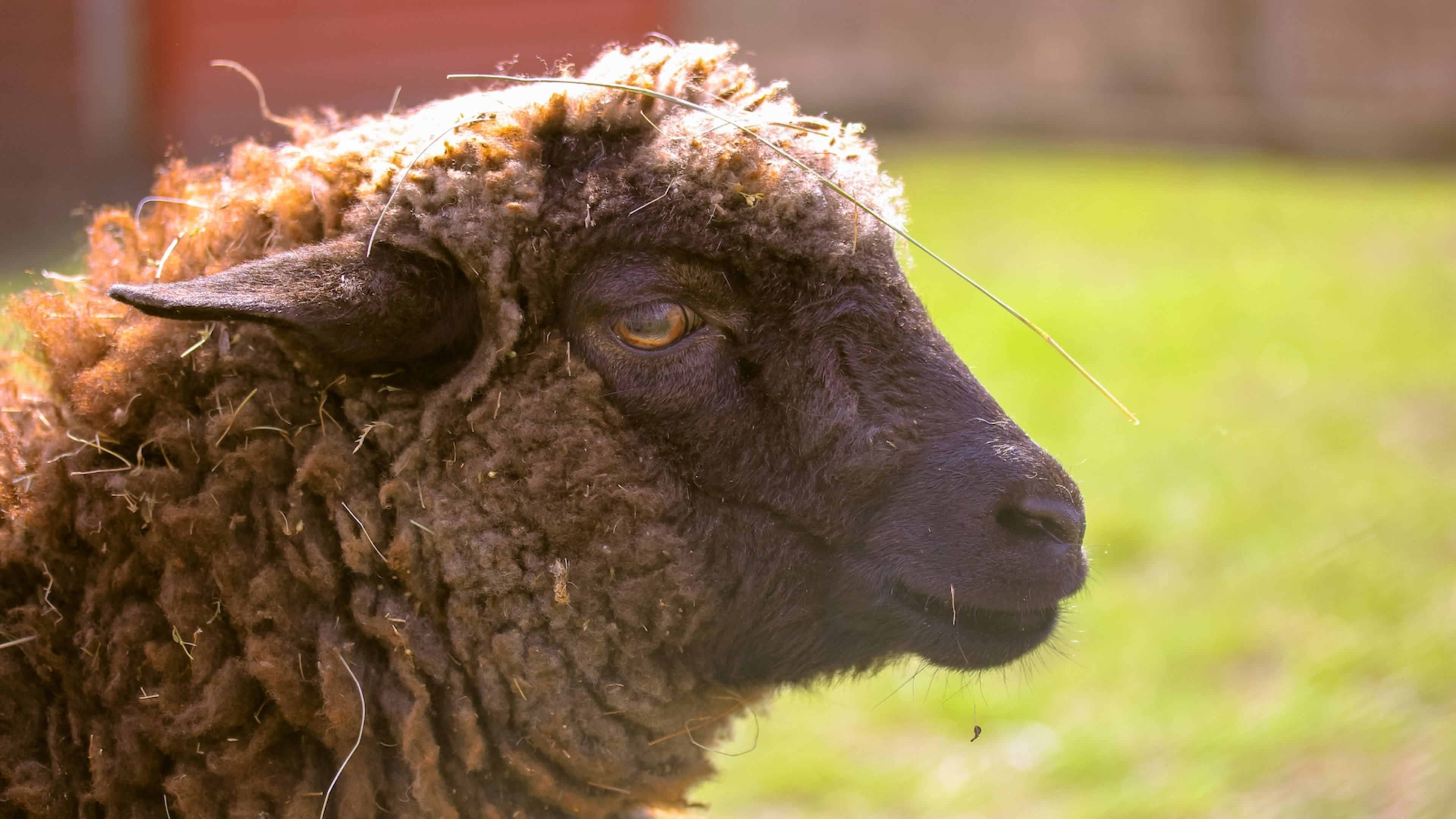Fluffy Sheep Literally Jumps For Joy While Out on a Walk With Besties Fluffy Sheep Literally Jumps For Joy While Out on a Walk With Besties