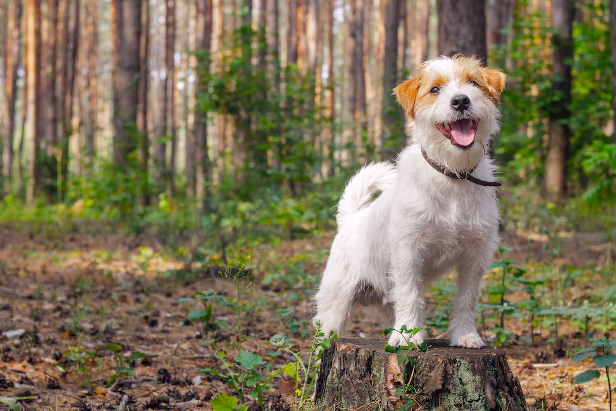 Precious Jack Russell Terrier Begs To Go for Horseback Ride with Dad in ...