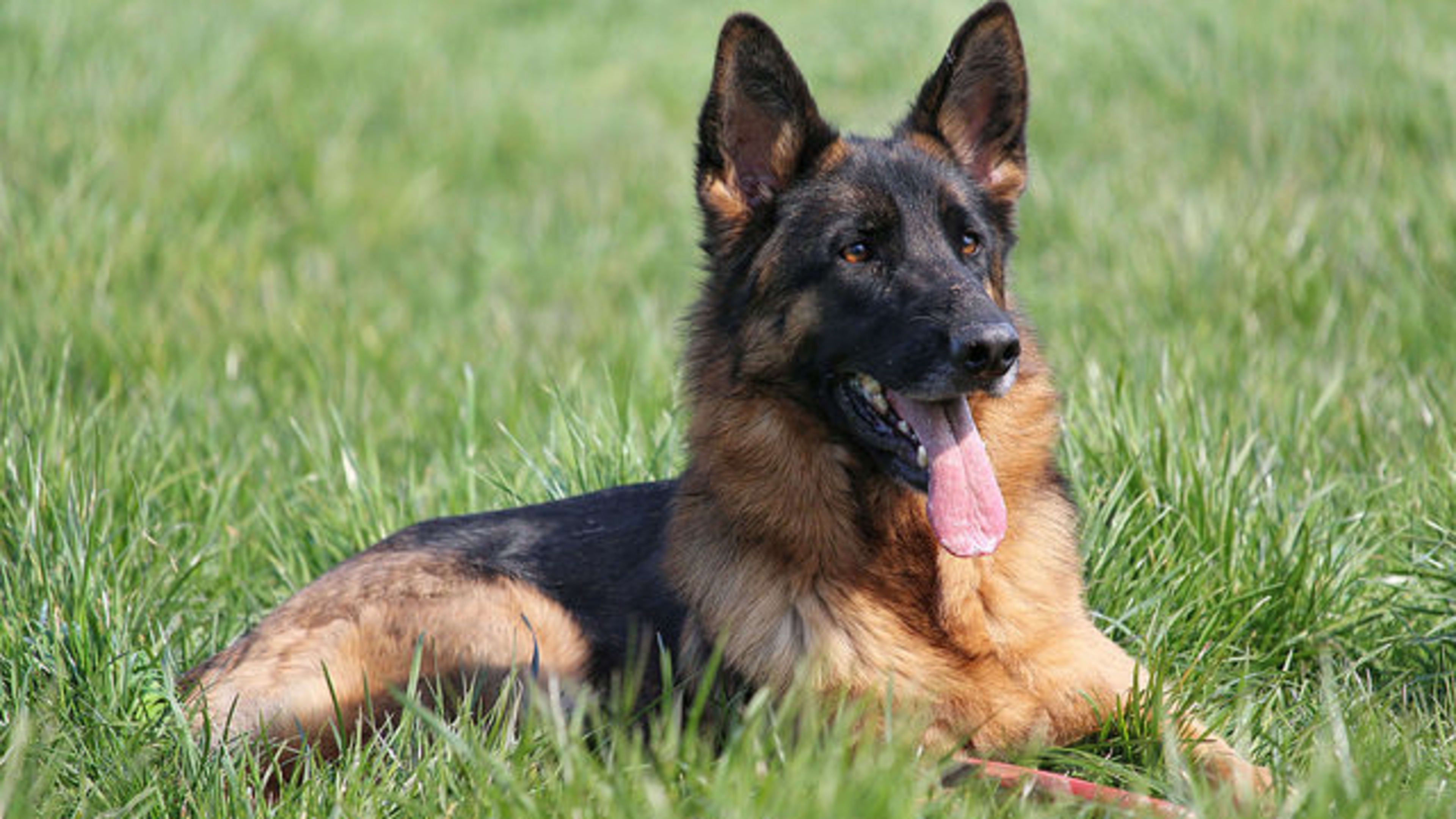 5 Best Medium-Sized Guard Dog Breeds