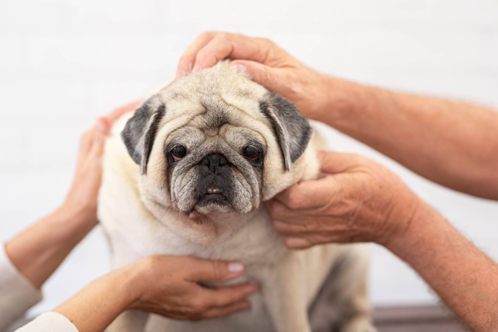 Pug Sets Up Shop Inside Brother's 'Cone of Shame' and Has Exactly Zero ...