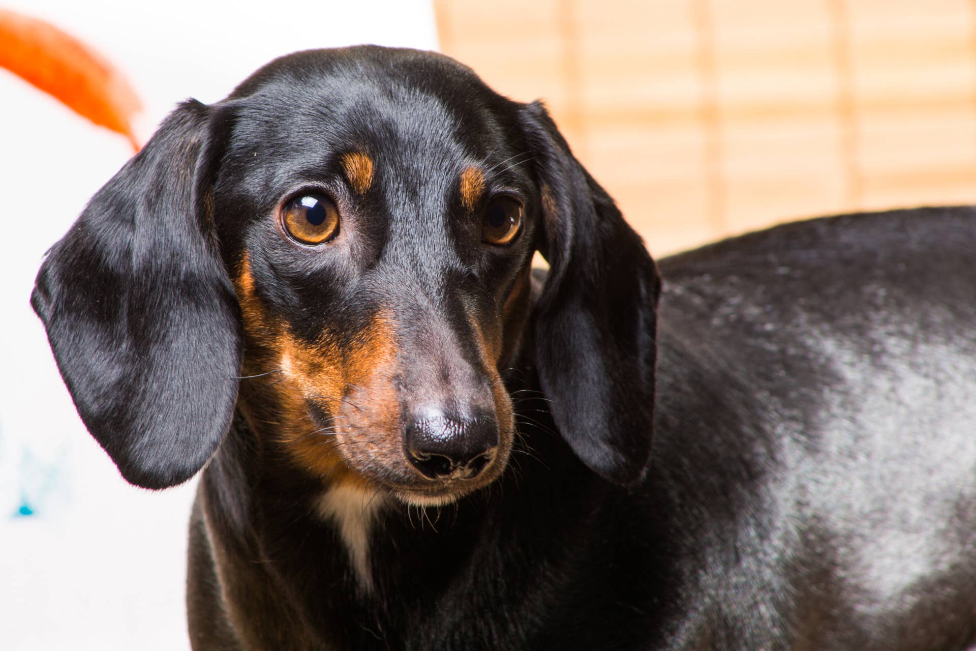 Texas Foster Mom Cleverly Rounds Up Scared Dachshund Found Curled Up in ...