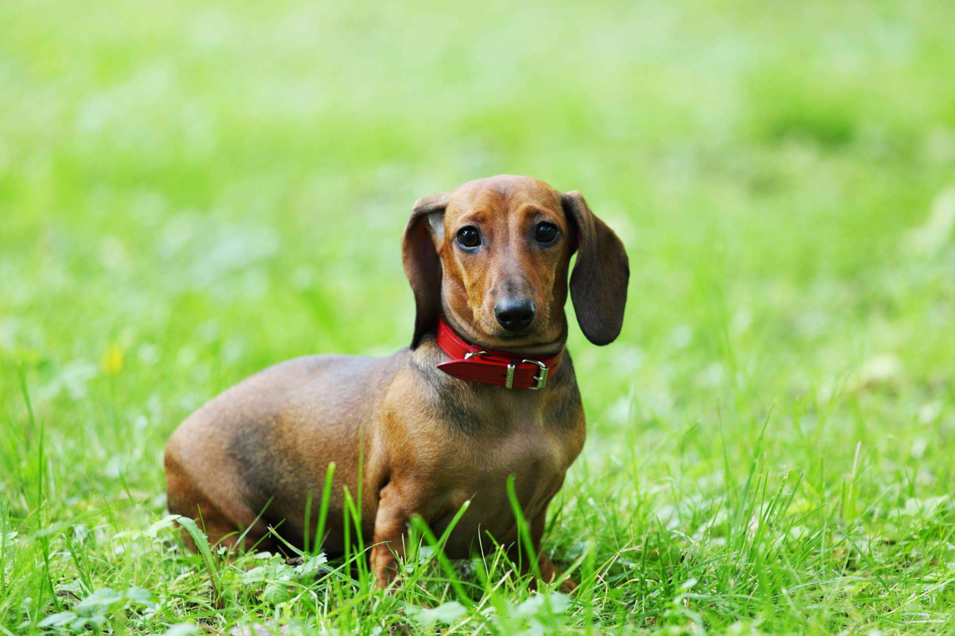 New Study Suggests Certain Dog Breeds Benefit from Later Neutering