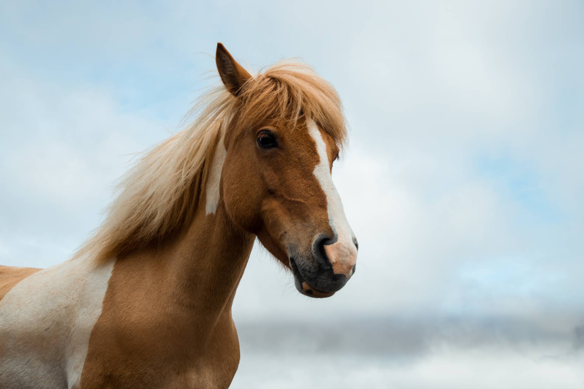 'Non-Horsey Boyfriend's' Sweet Friendship With Fiesty Foal Keeps ...