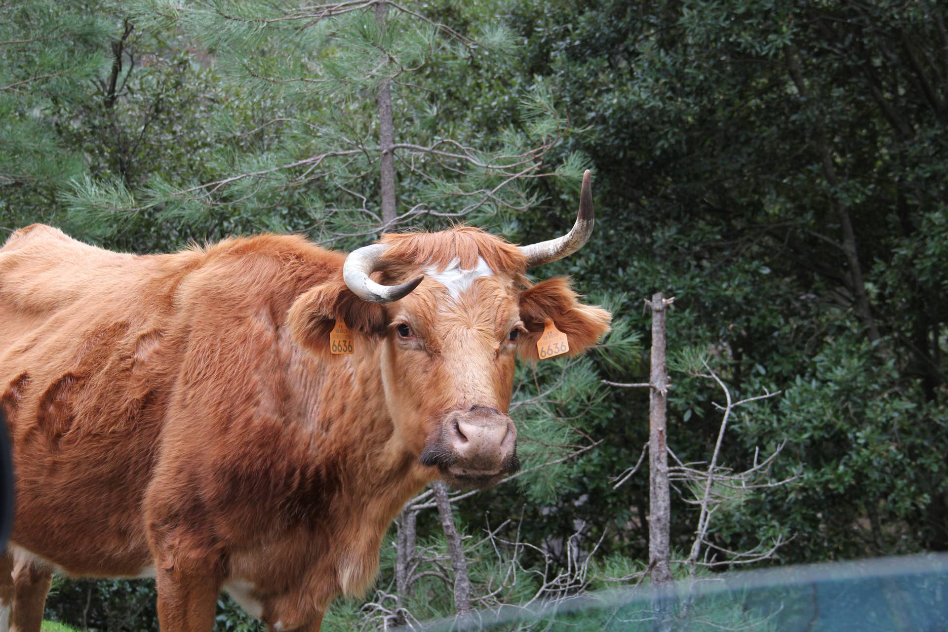 Terrified Texas Cattle Herd Stampedes Away From Blaze That Consumed ...