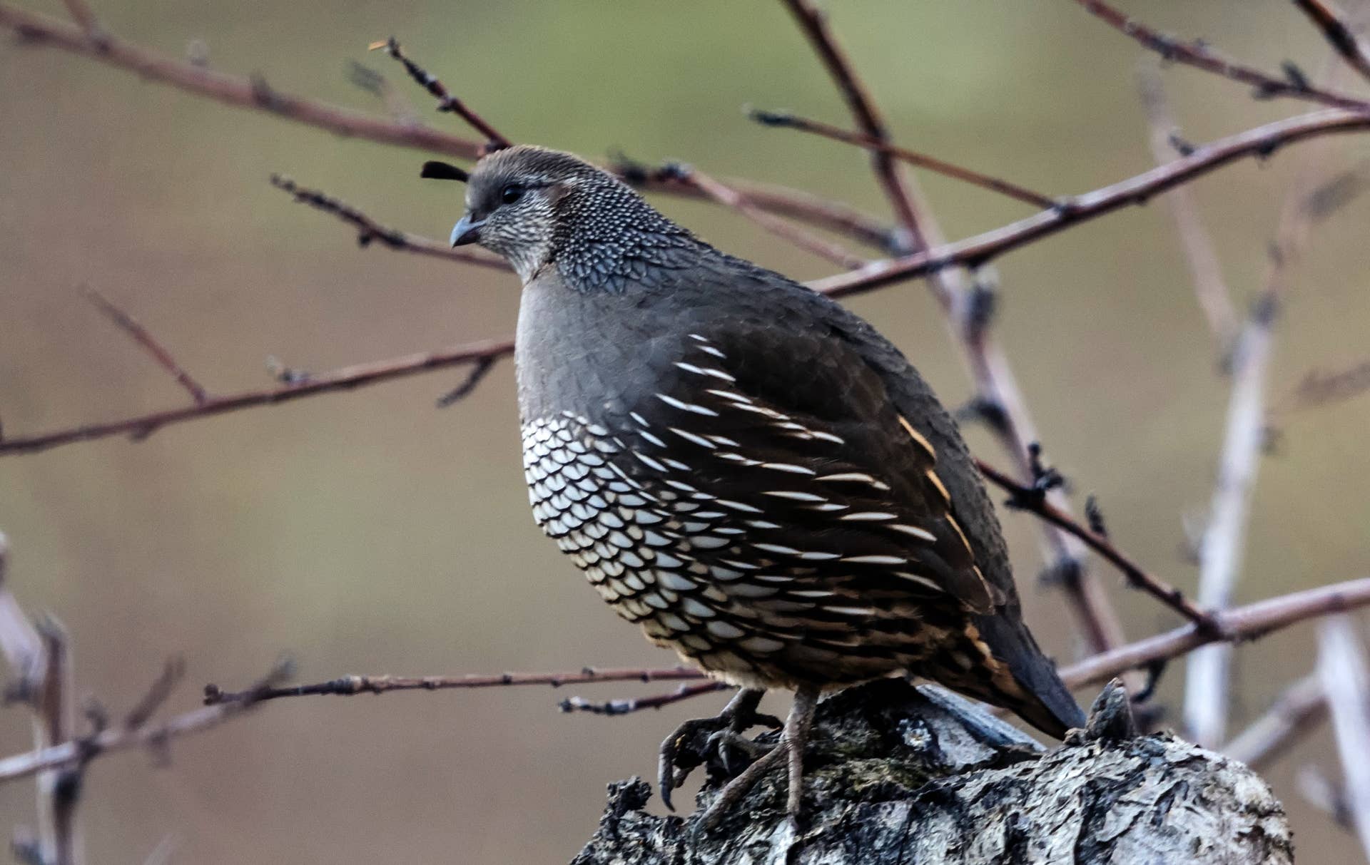Video of a Quail Wearing a Tiny Hat Is Brightening Timelines