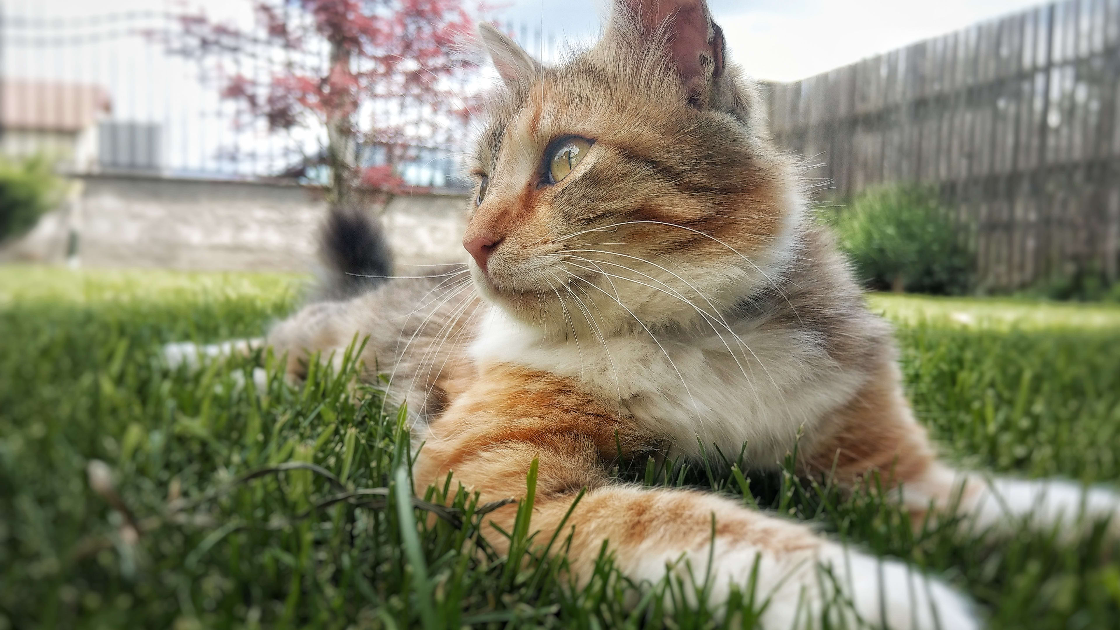 Rare 'Galaxy Kitty' Has Condition Which Gives Him a Starry Coat