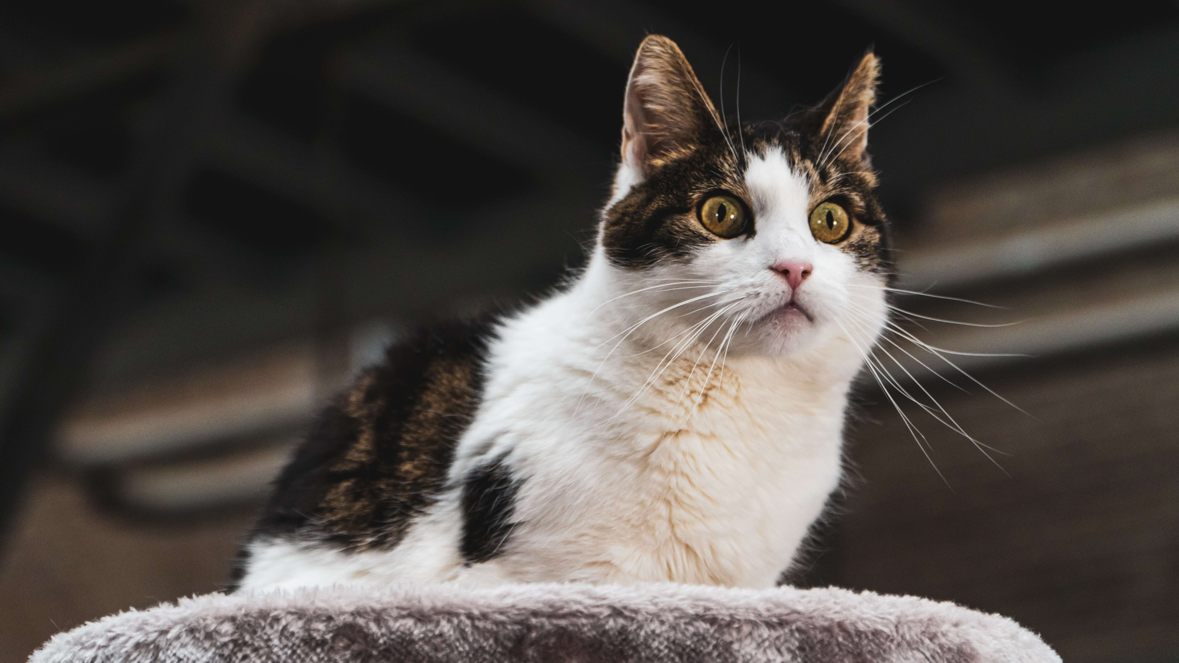 Ginger Cat Is Excellent 'Foster Dad' to Litter of Stray Kittens