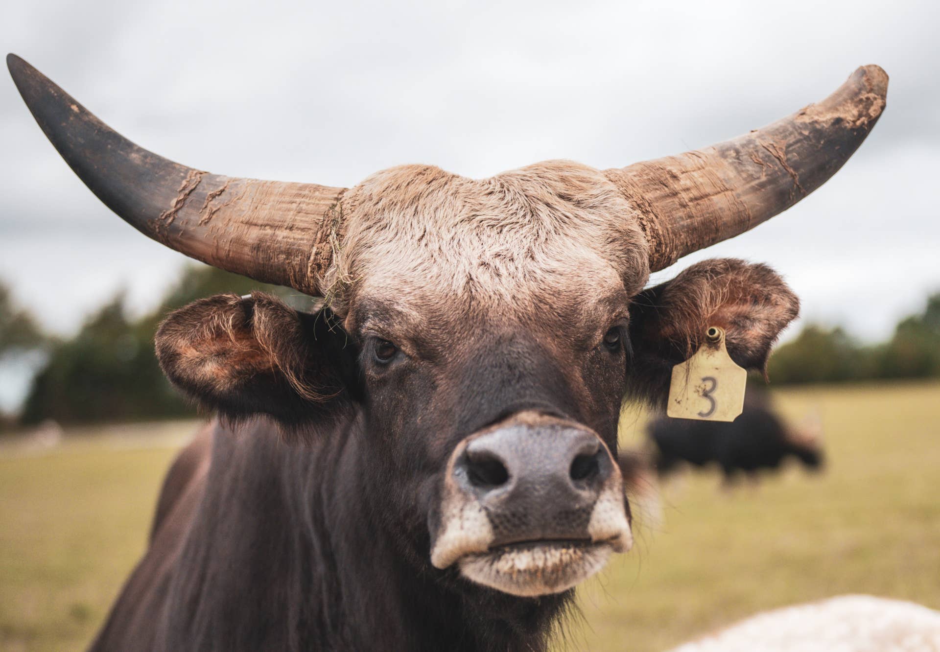 Rescue Cow Who Only 'Wanted Someone to Love' Forms Unbreakable Bond ...