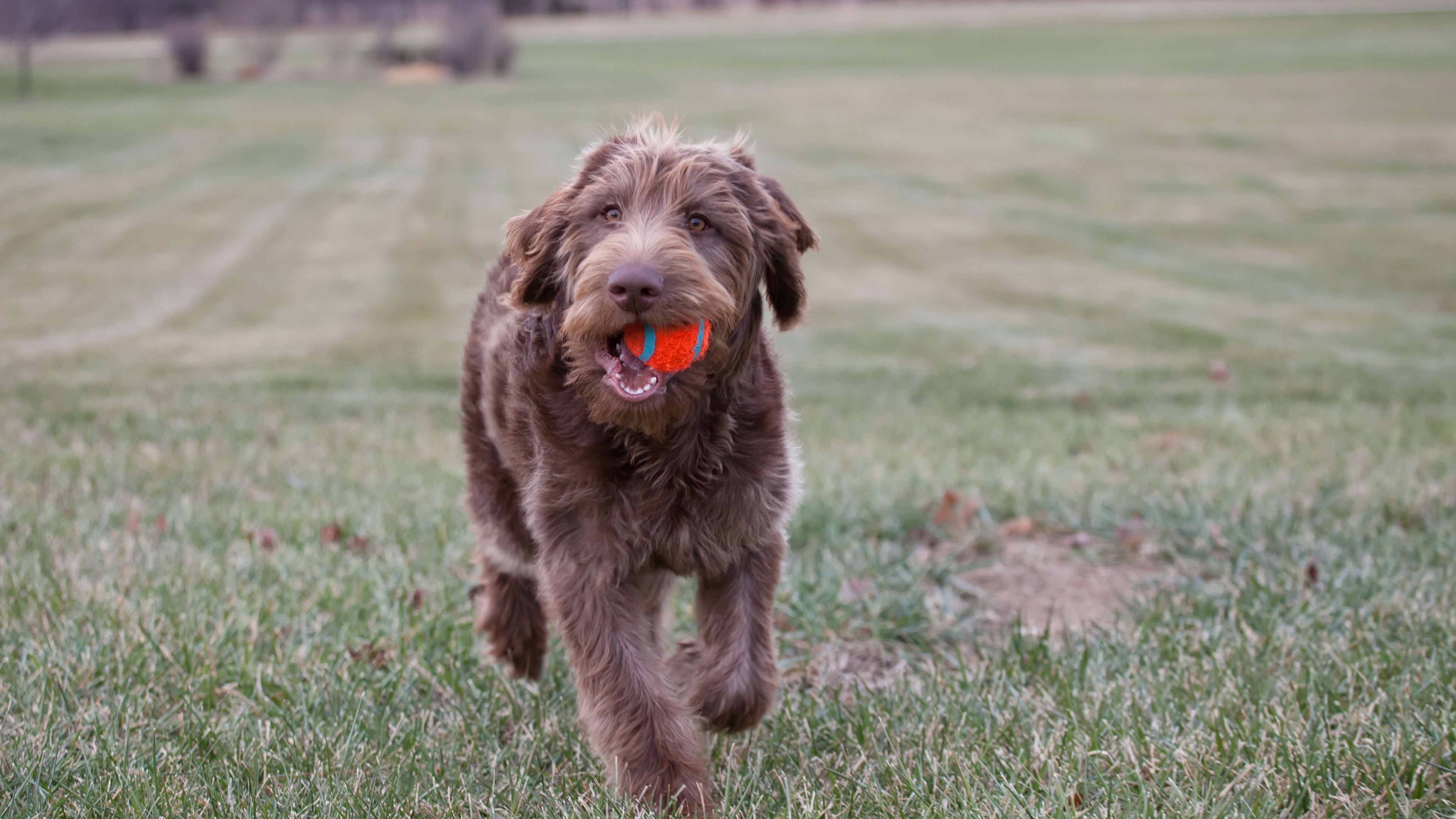 The 3 Schnauzer Types (and More About This Dog Breed)