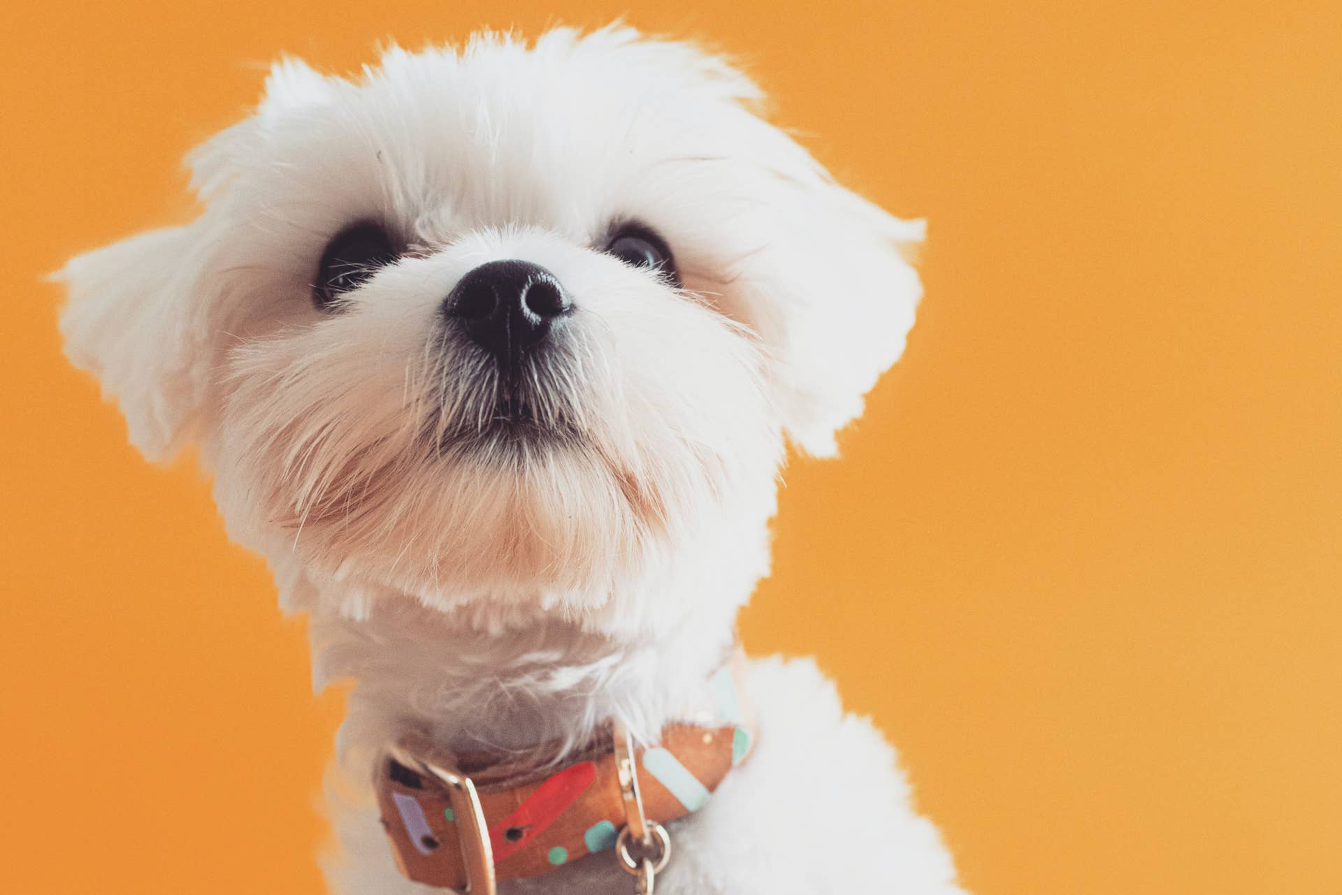Top 25 Most Beautiful Dog Breeds (With Pictures)