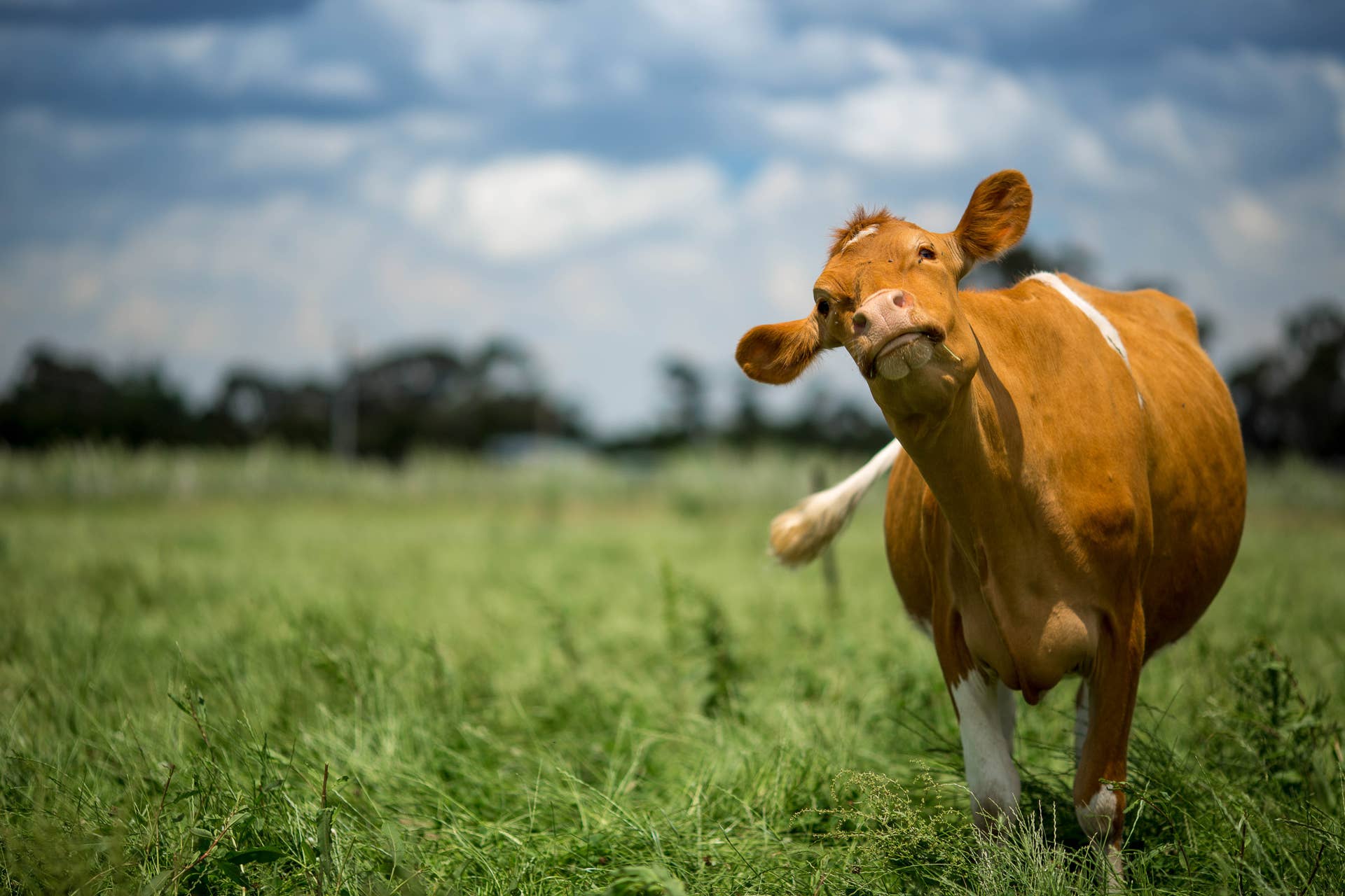 Adorable Cow Getting Her Groove on Is the Cutest Thing on the Internet