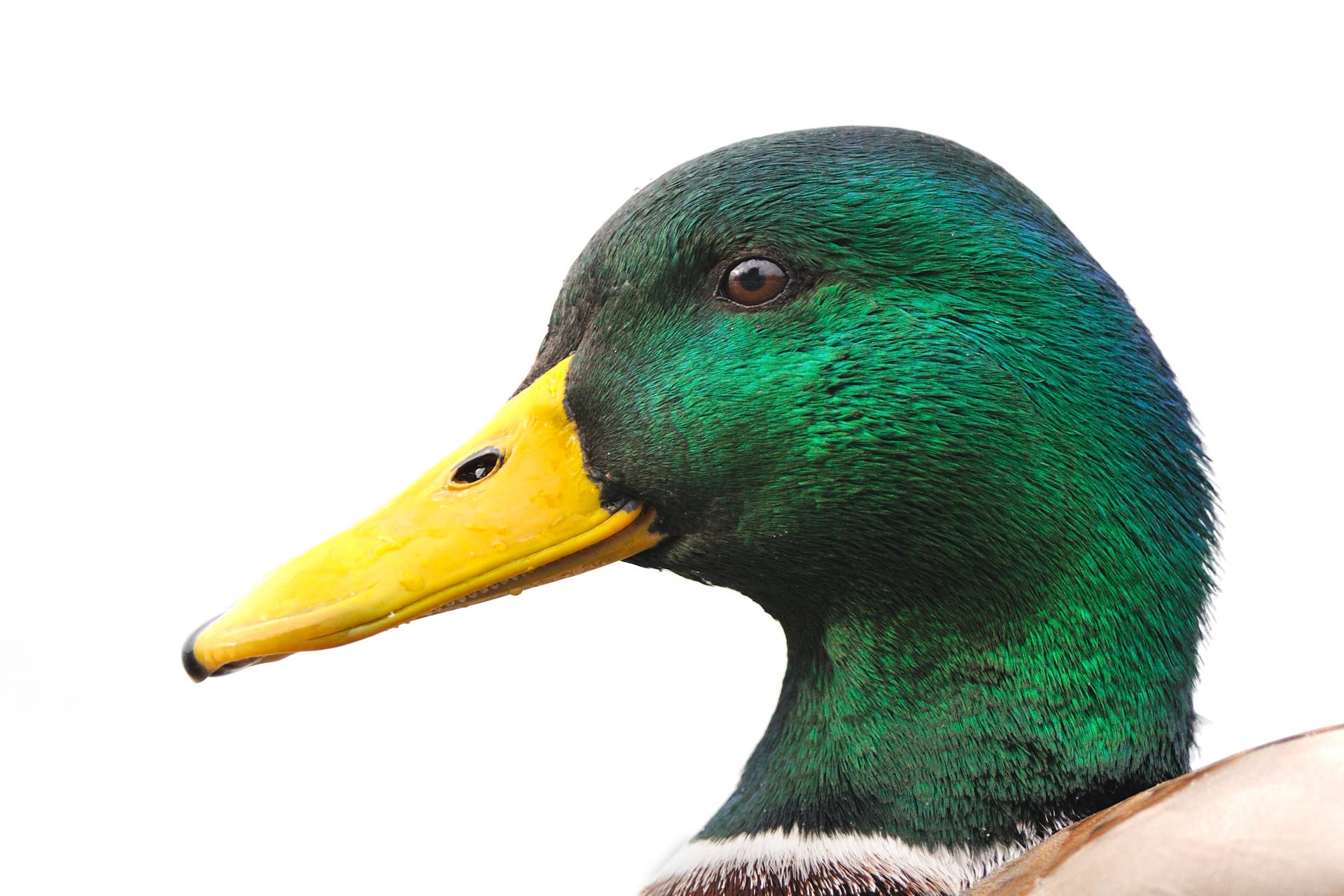 Woman Rates the Funny Things Her Ducks Do and It’s Just Too Cute