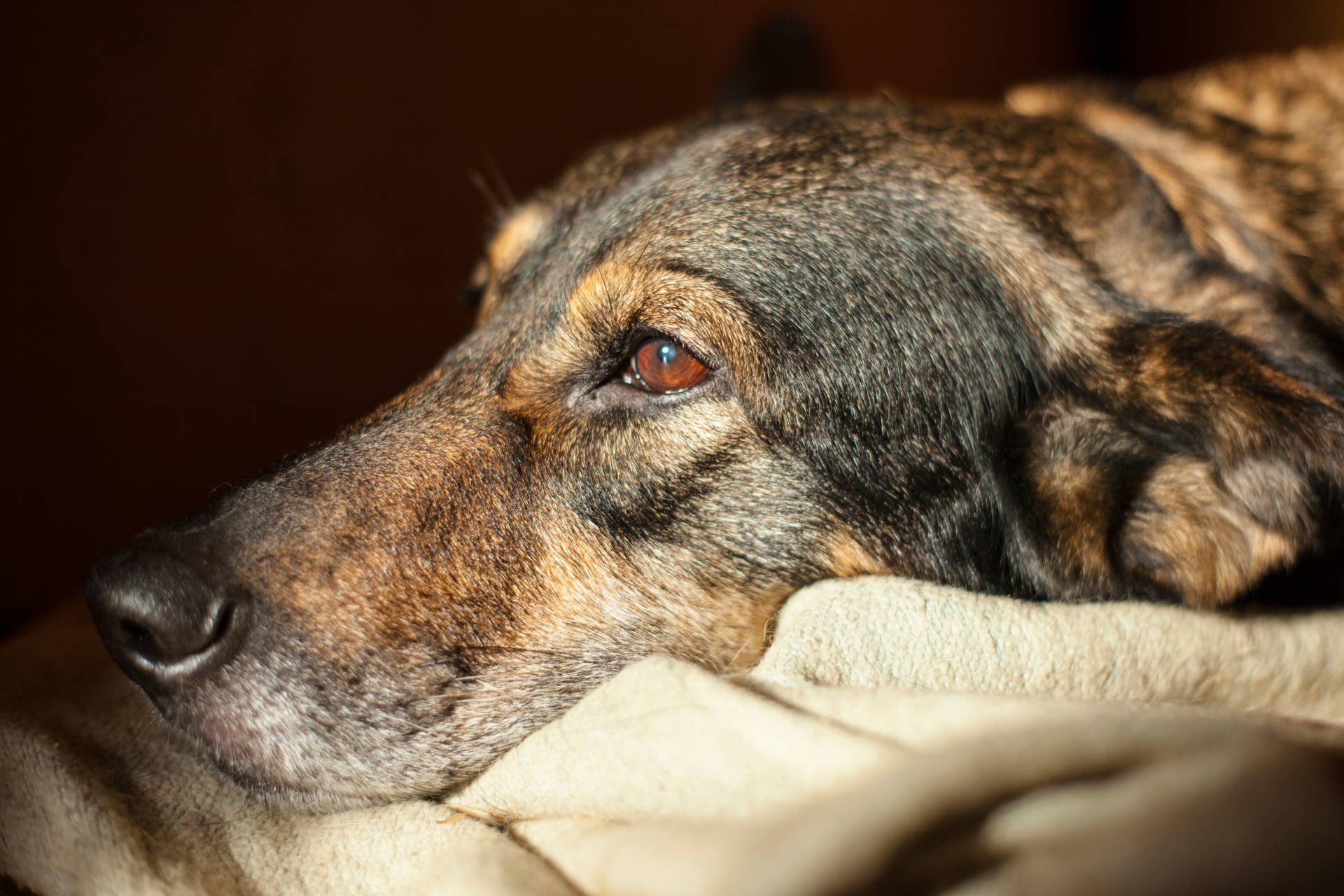 NYC Dog Foster Mom Shares the Magical Moment That Makes Fostering Worth ...
