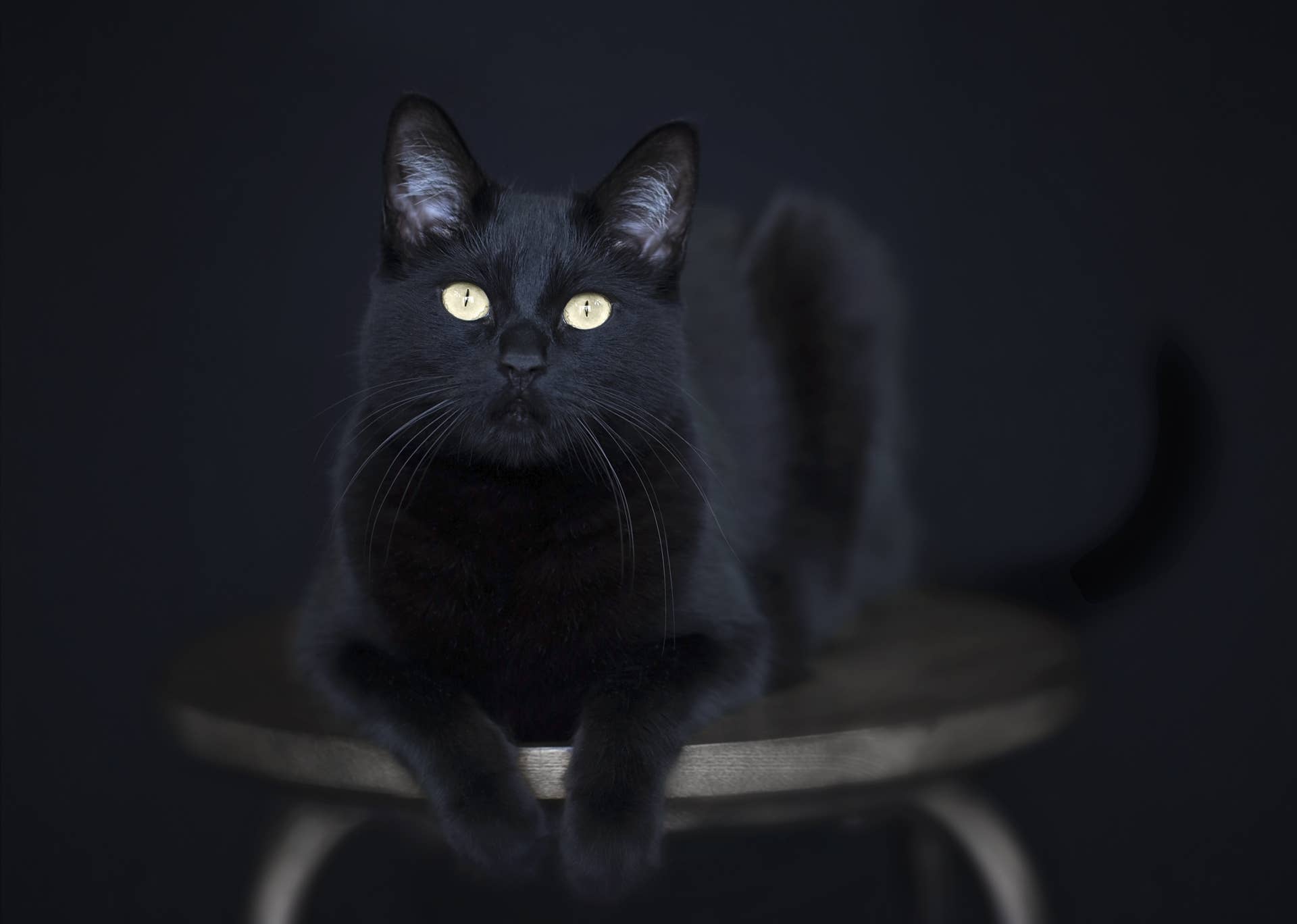 New Resident Cat at Edgar Allan Poe Museum Gets the Most Fitting Name