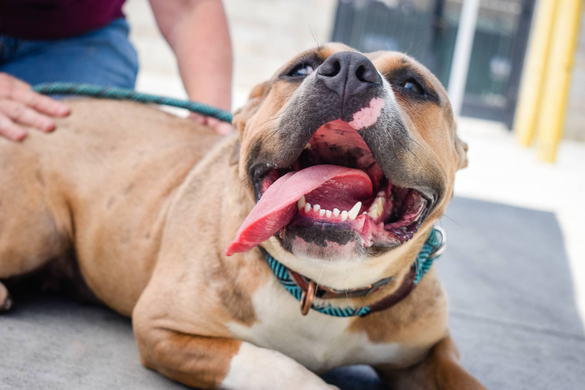 Rescue Pit Bull's 'Meltdown Over Chicken Nugget' Is the Sweetest Thing ...
