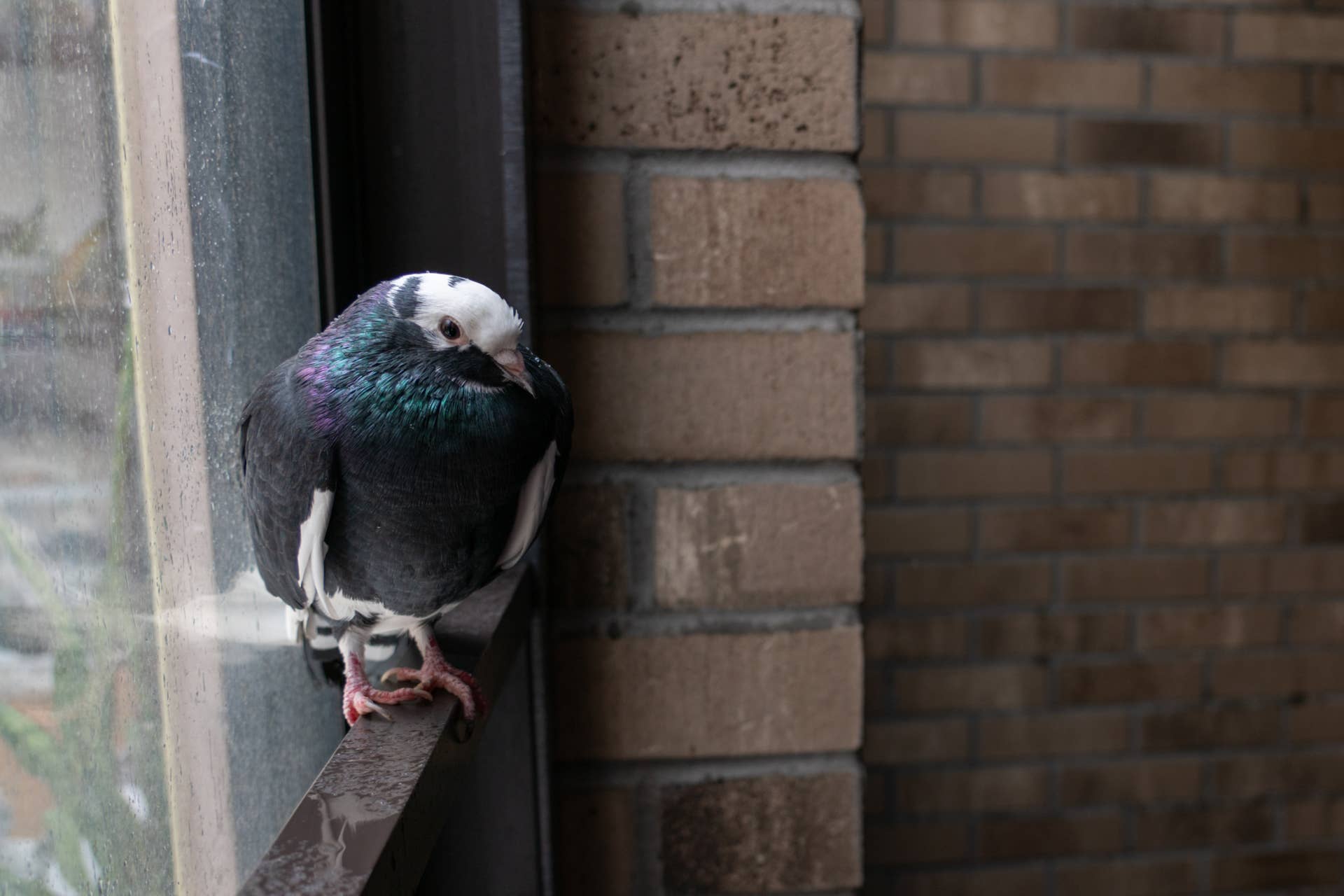 Heartbreaking 'True History' of Pigeons Has People Shocked and Saddened