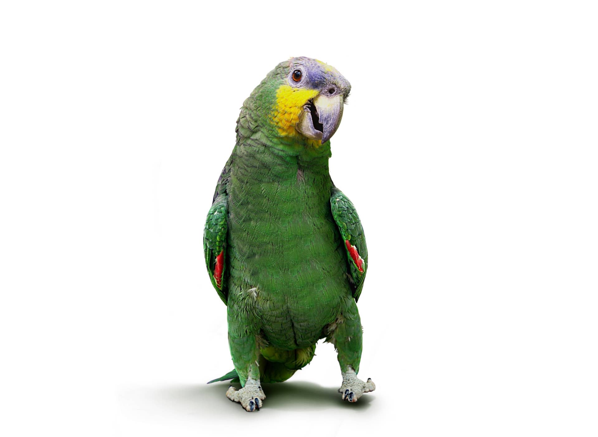 Parrot 'Barking' at the Dishwasher Repairman Is the Ultimate Guard Dog