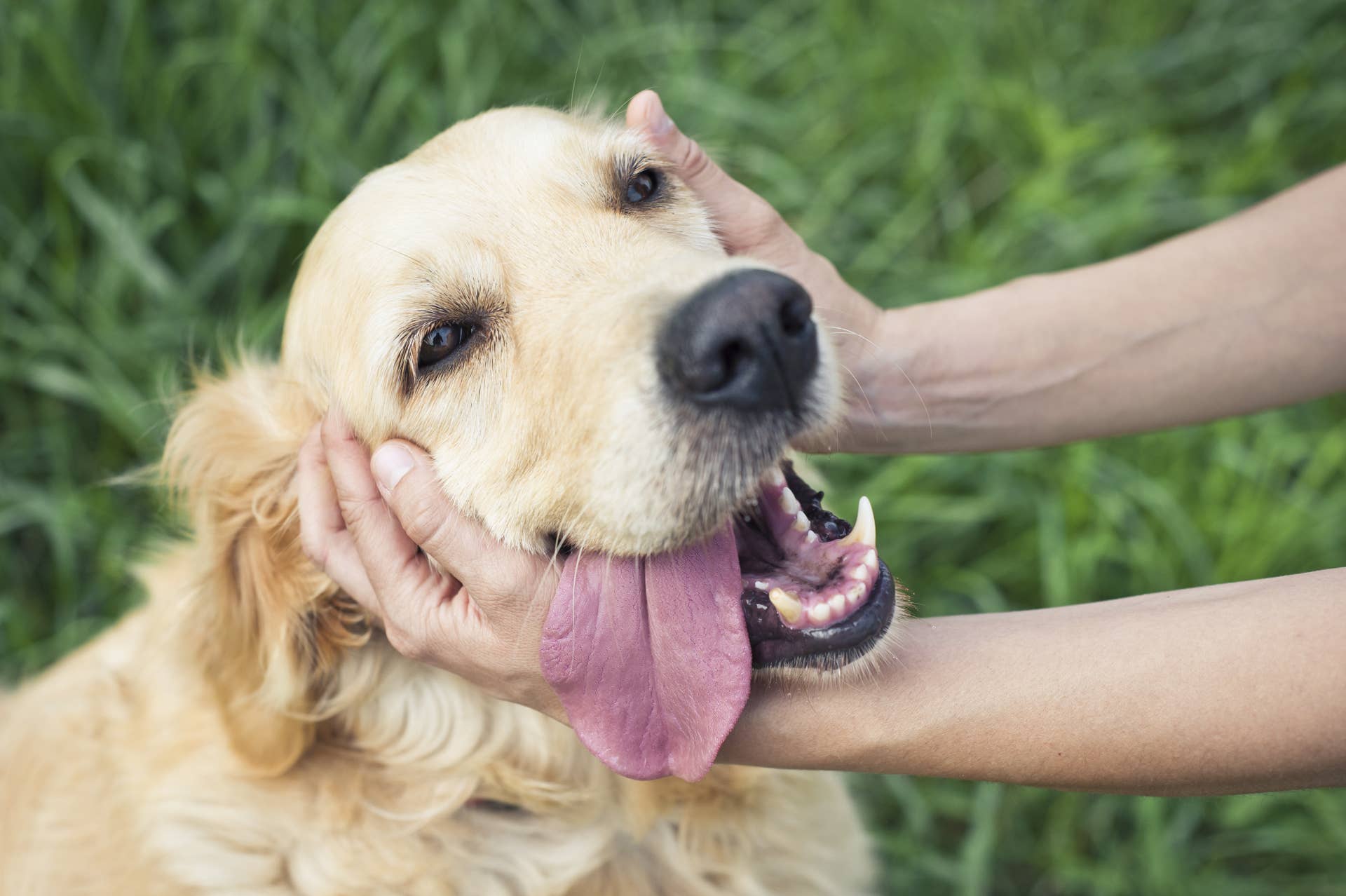 Science Says Dogs Are Better for People's Mental Health Than Any Human