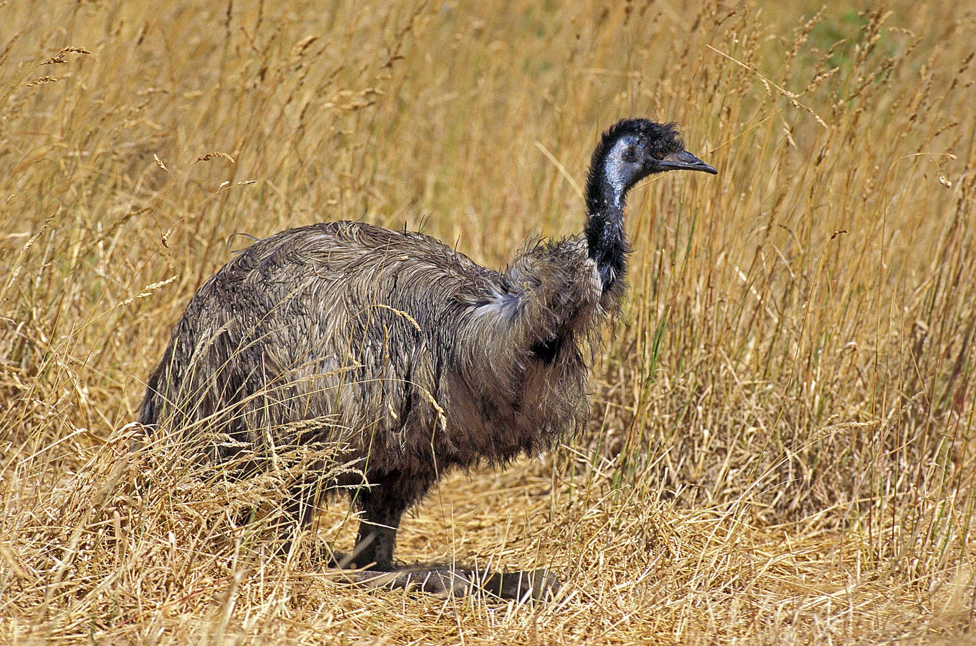 Rare Video of 'Escape Artist' Emu Running Down Michigan Highway Is Wild