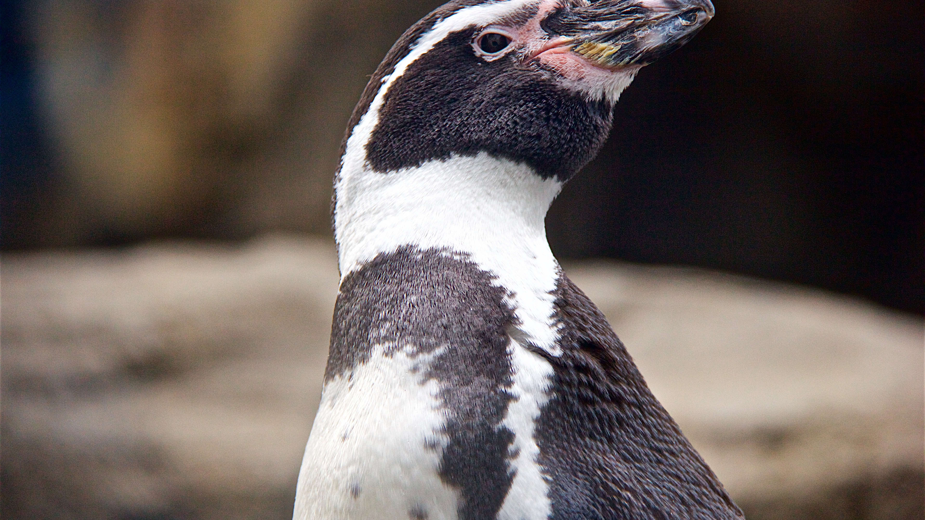Pesto the Penguin Growing Up and Losing His Feathers Has Everyone In ...