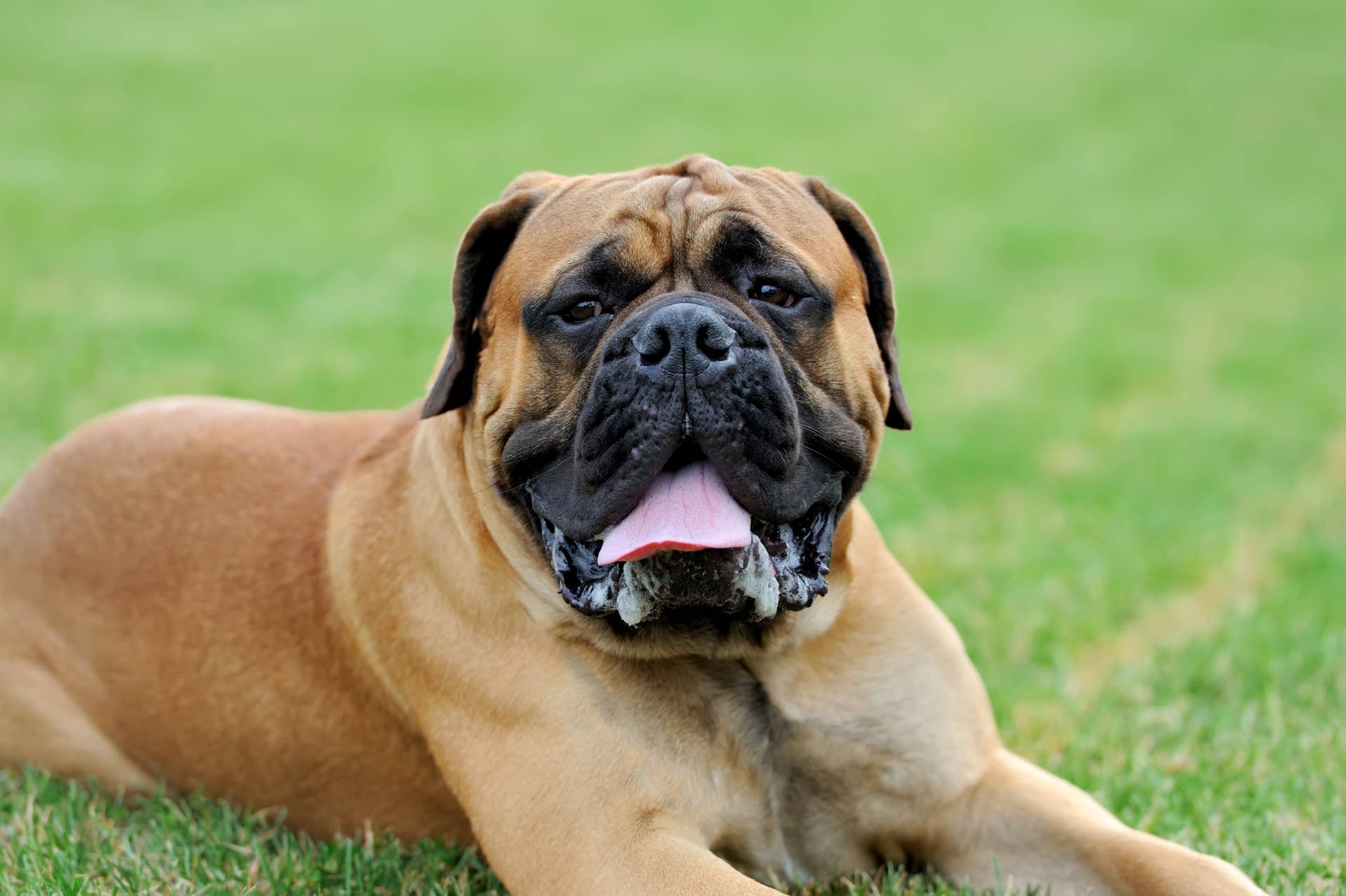 'Scary’ Mastiff’s Cute Bath Routine Immediately Goes Viral