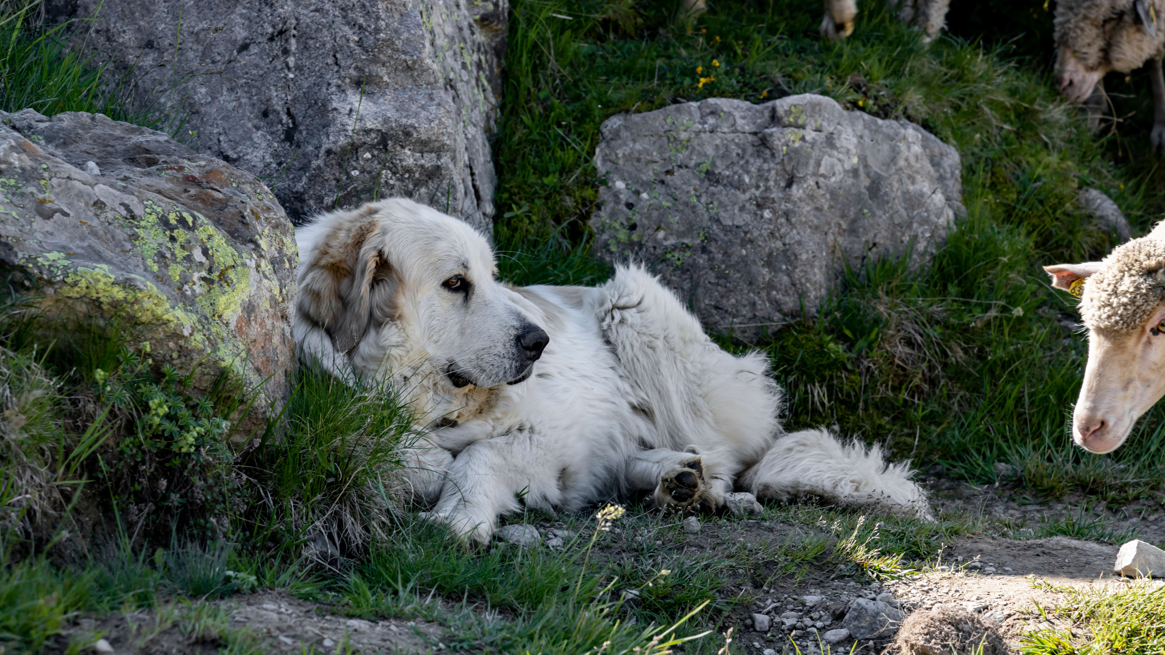 Sheep Won’t Leave Livestock Guardian Dog Alone to Do His Job and It’s ...