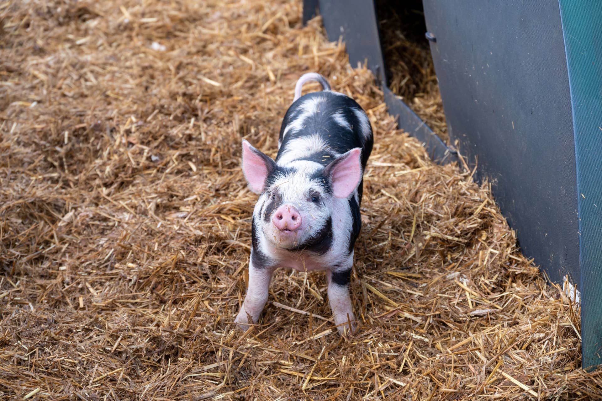 Adorable Piglet Up For Adoption After Being Found Wandering the Streets ...