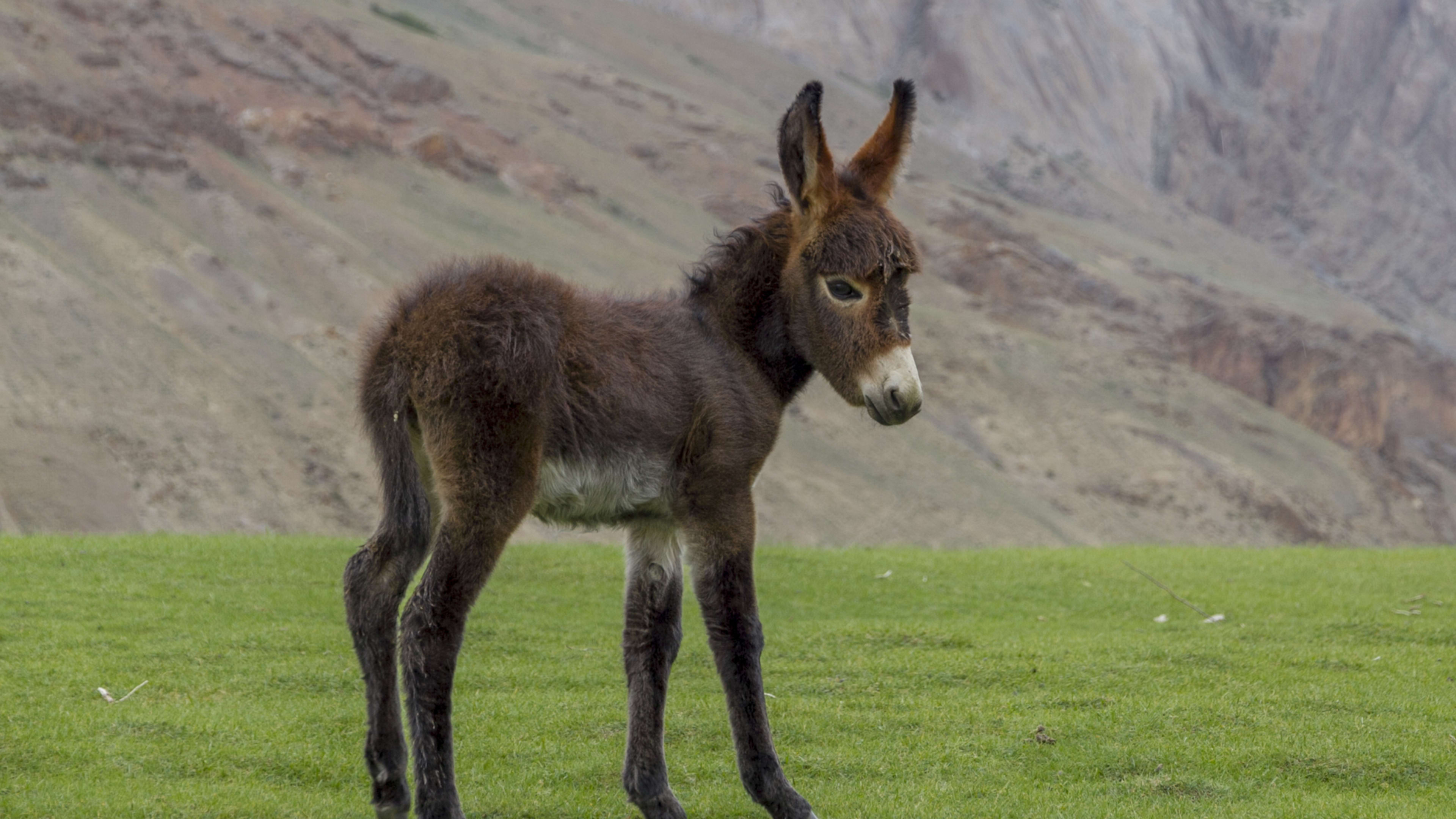Moment Mini Donkeys Meet Donkey 10 Times Their Size Is Full of Sweetness