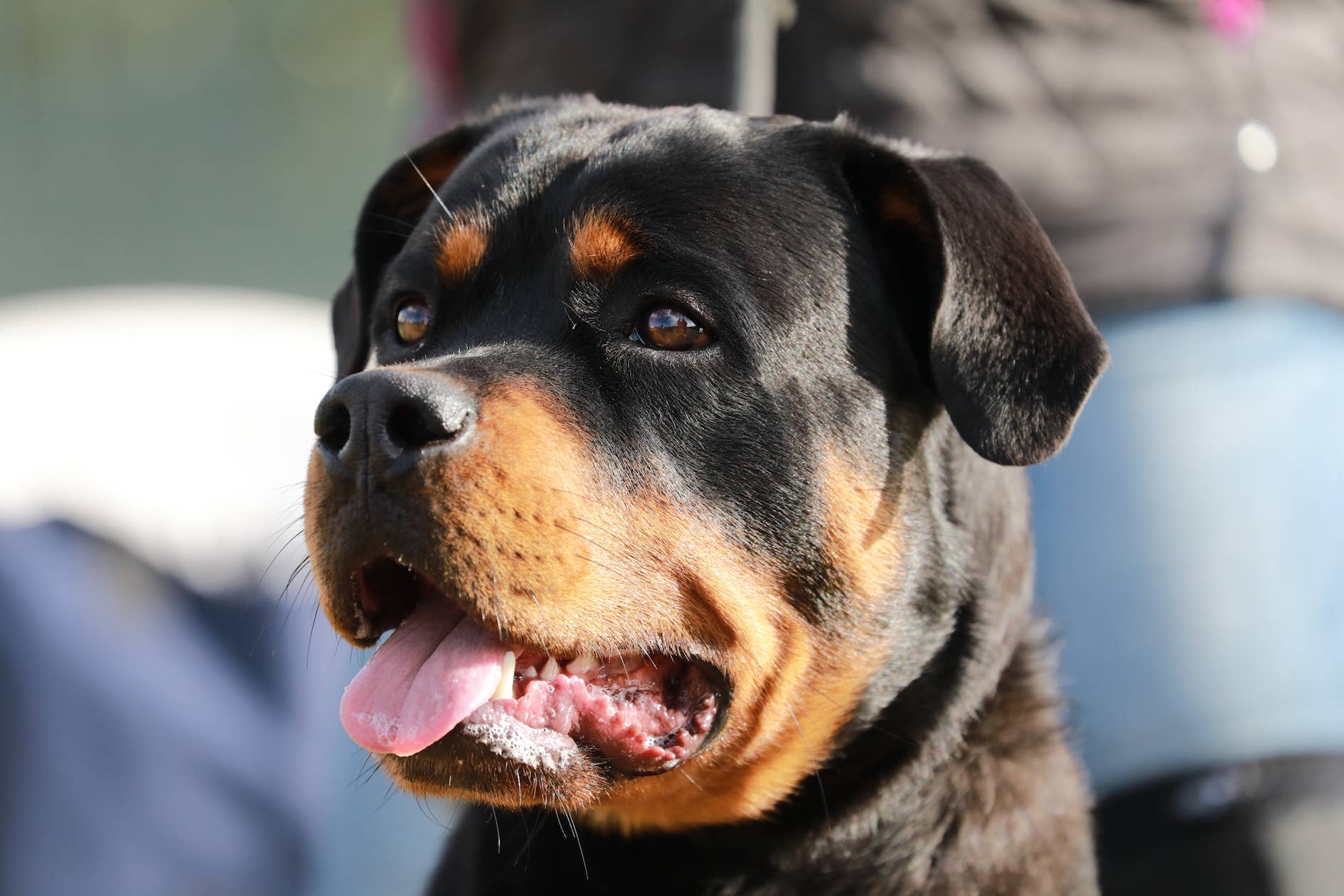 Family Races to Bring Dog Inside Before Tornado Rips Through Yard in ...