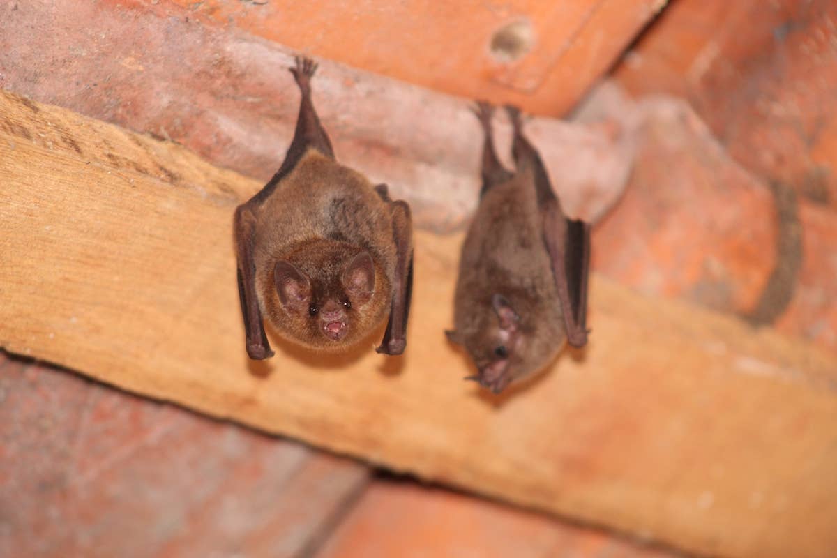 Giant Baby Bat Swimming Toward Rescuer After Getting Trapped in Pool ...