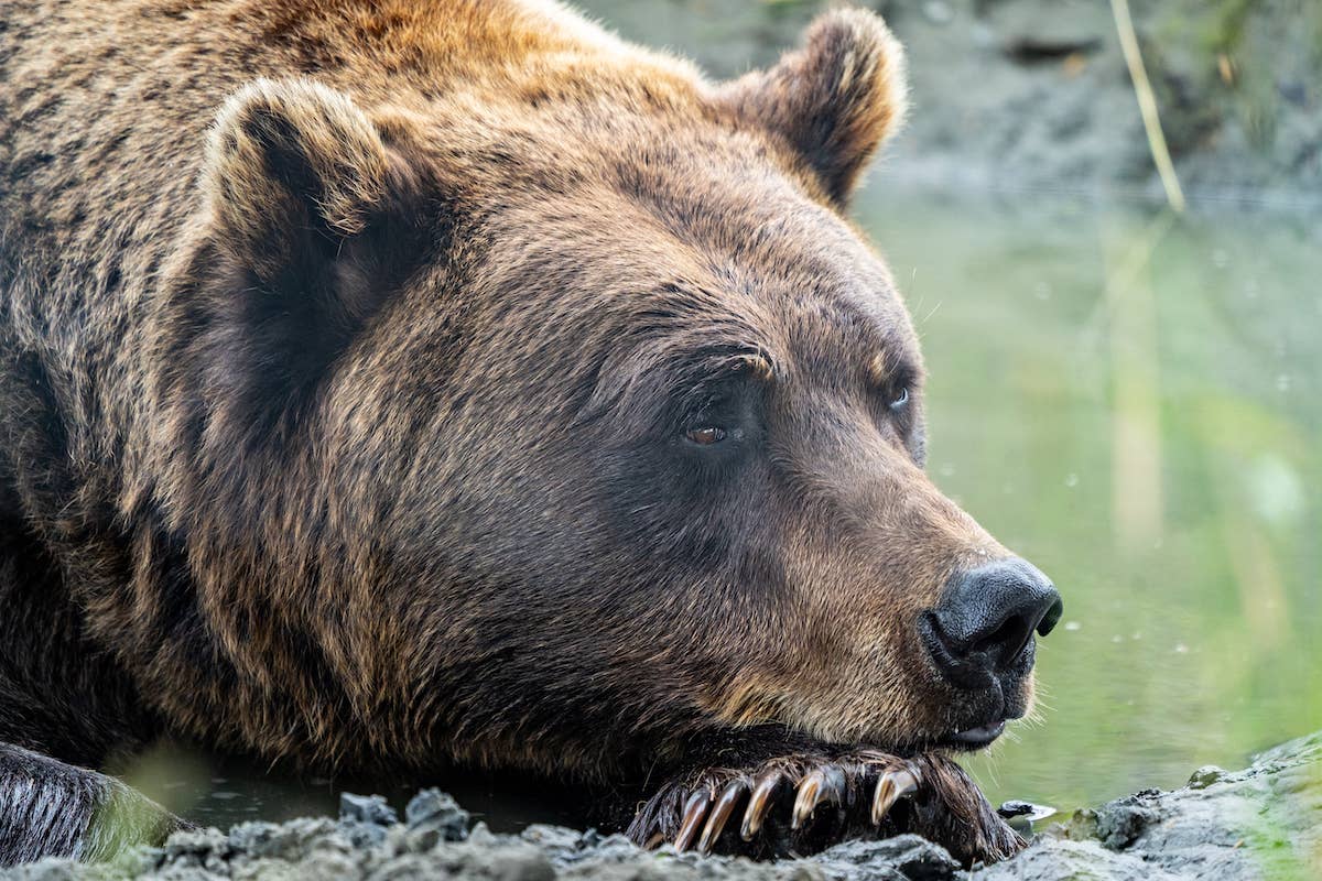 Grizzly Bear Stalking in Stream Gets Dangerously Close to Wildlife ...
