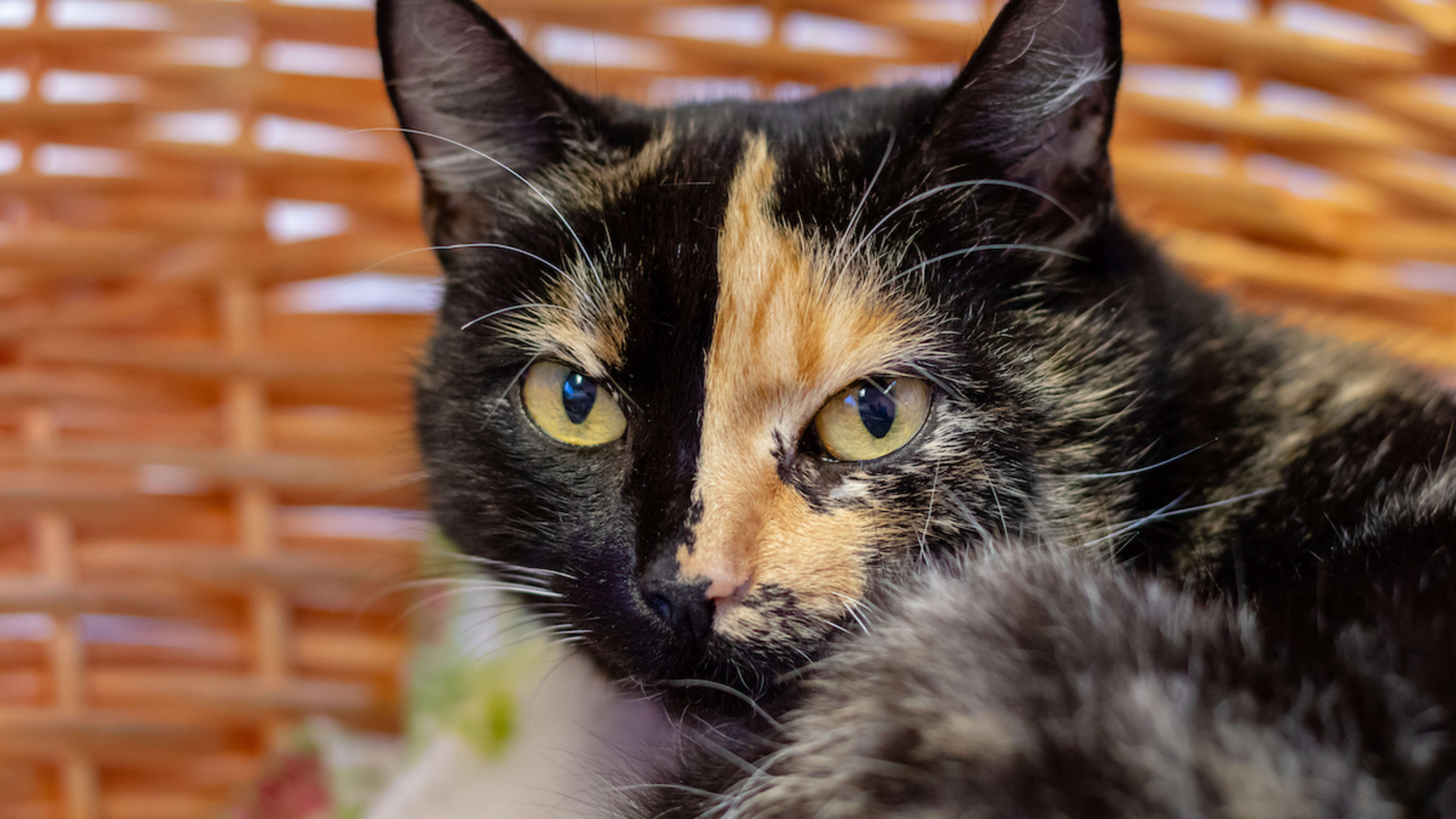 Unique Coloring of 'Orange Tuxedo Calico' Cat Has People Stunned