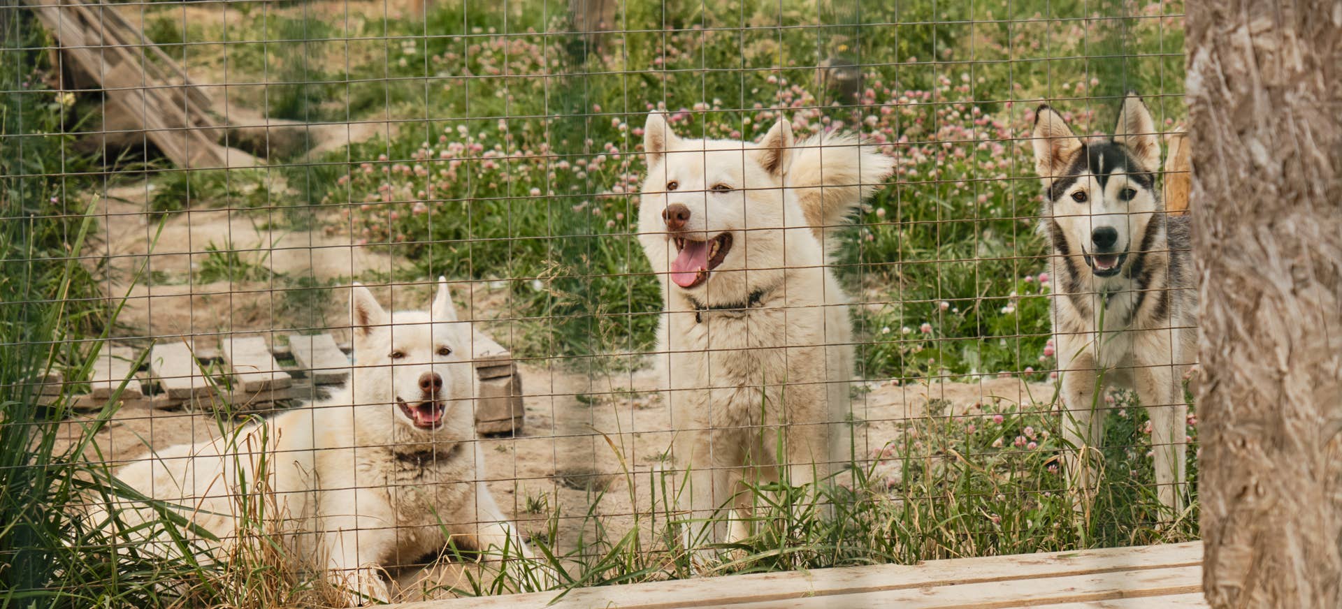 Golden Retriever’s Confusion Over Chatty Husky Is Cracking Everyone Up