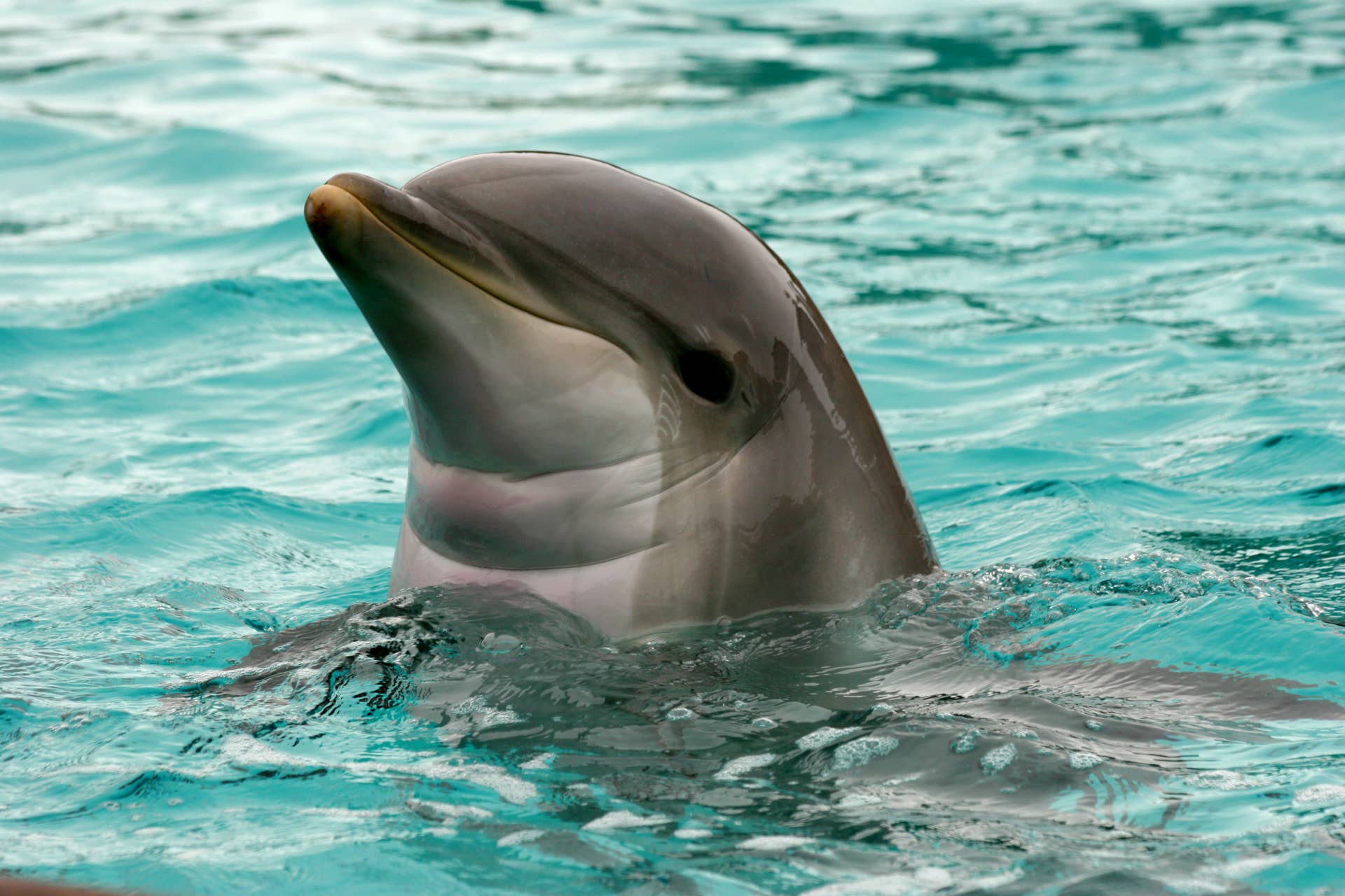 World Wildlife Fund Shares Cool and Little-Known Fact About Dolphins