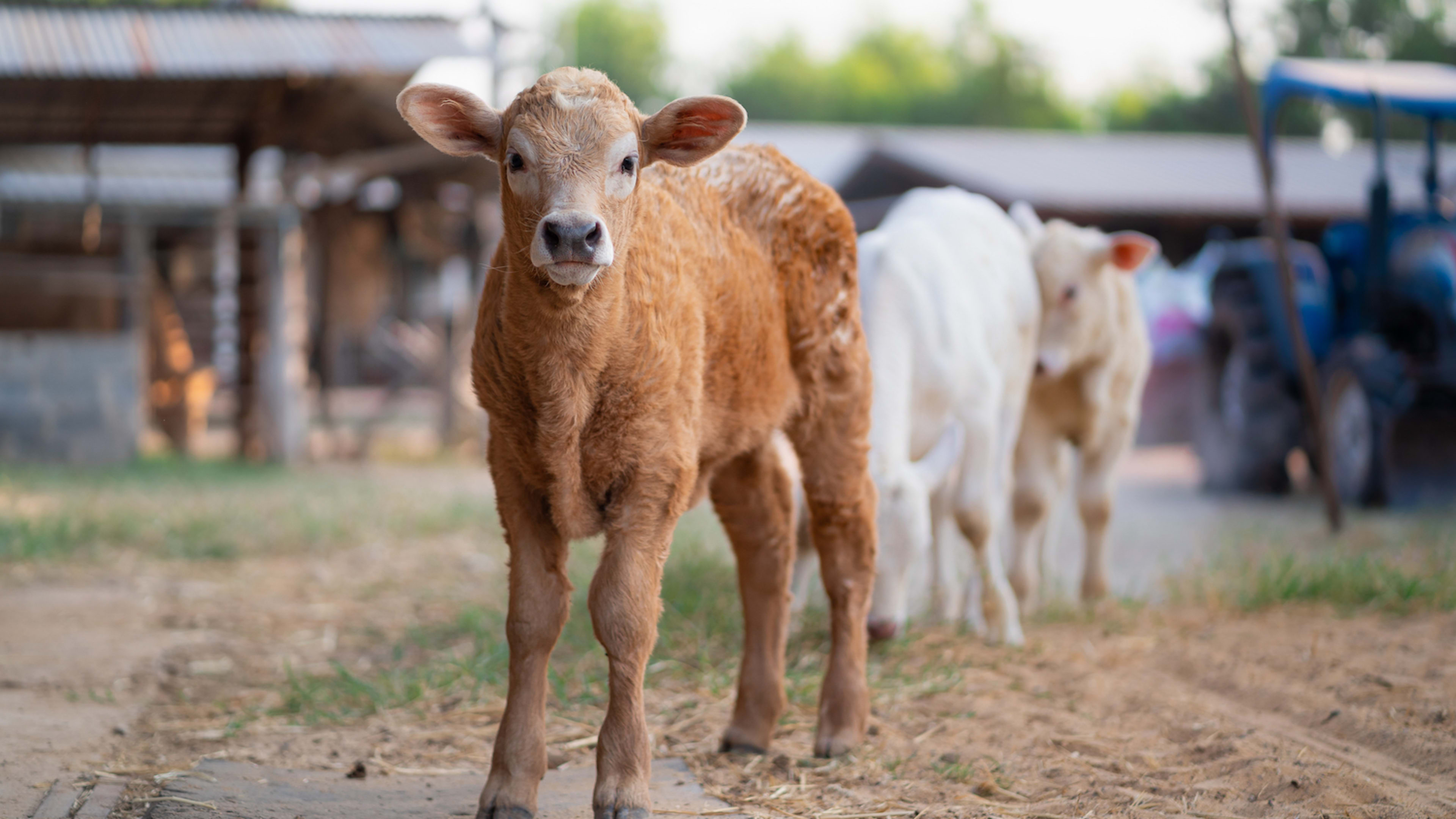 Farmer’s Cute Video of Highland Cows With the Zoomies Is Full of Pure Joy