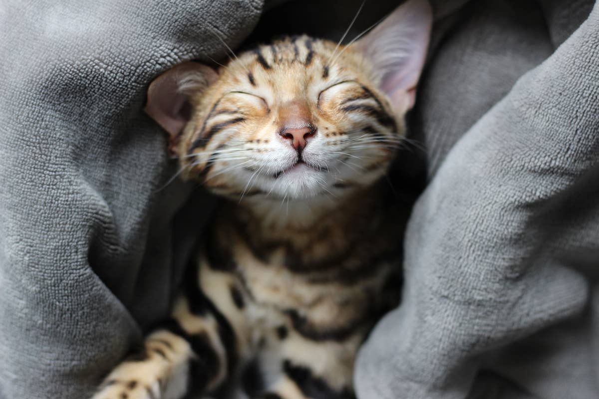 UK Kitty Sets World's Record for Having the 'Loudest Purr'