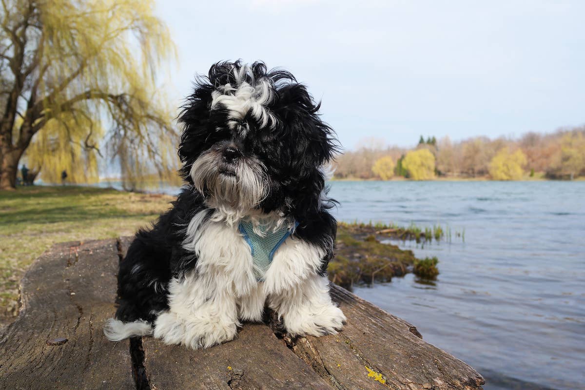 Determined Shih-Tzu’s Tiny Leg Stretches for Toys Are Almost Too Cute ...