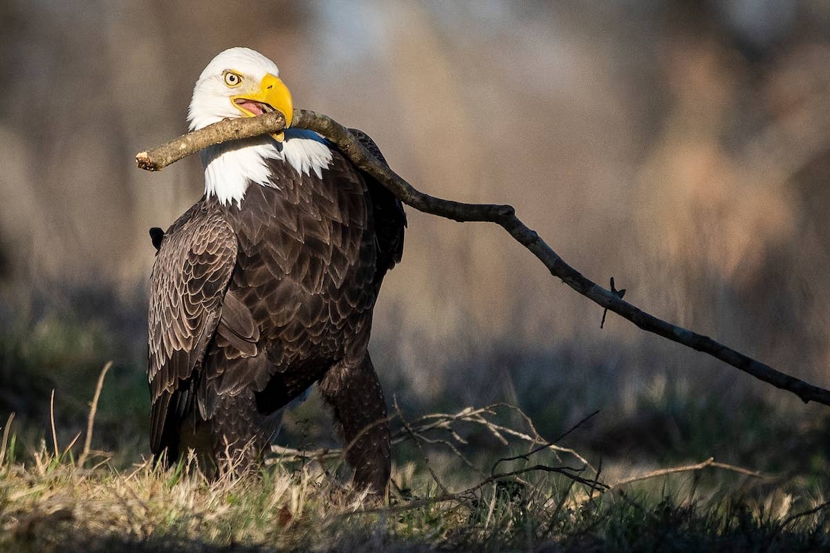 Famous' Bald Eagle Brings Sweetest Surprise to Mom Sitting on Three Eggs