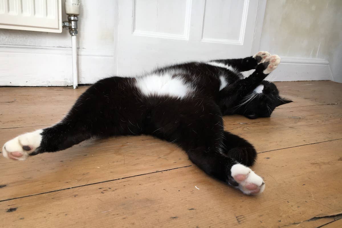 Nifty Trick Helps Cat Get Over Fear of Fireplace and Now He's Totally ...