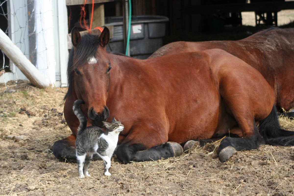 Beautiful Horse Loves Tabby Cat Bestie More Than Words Can Say & It's ...