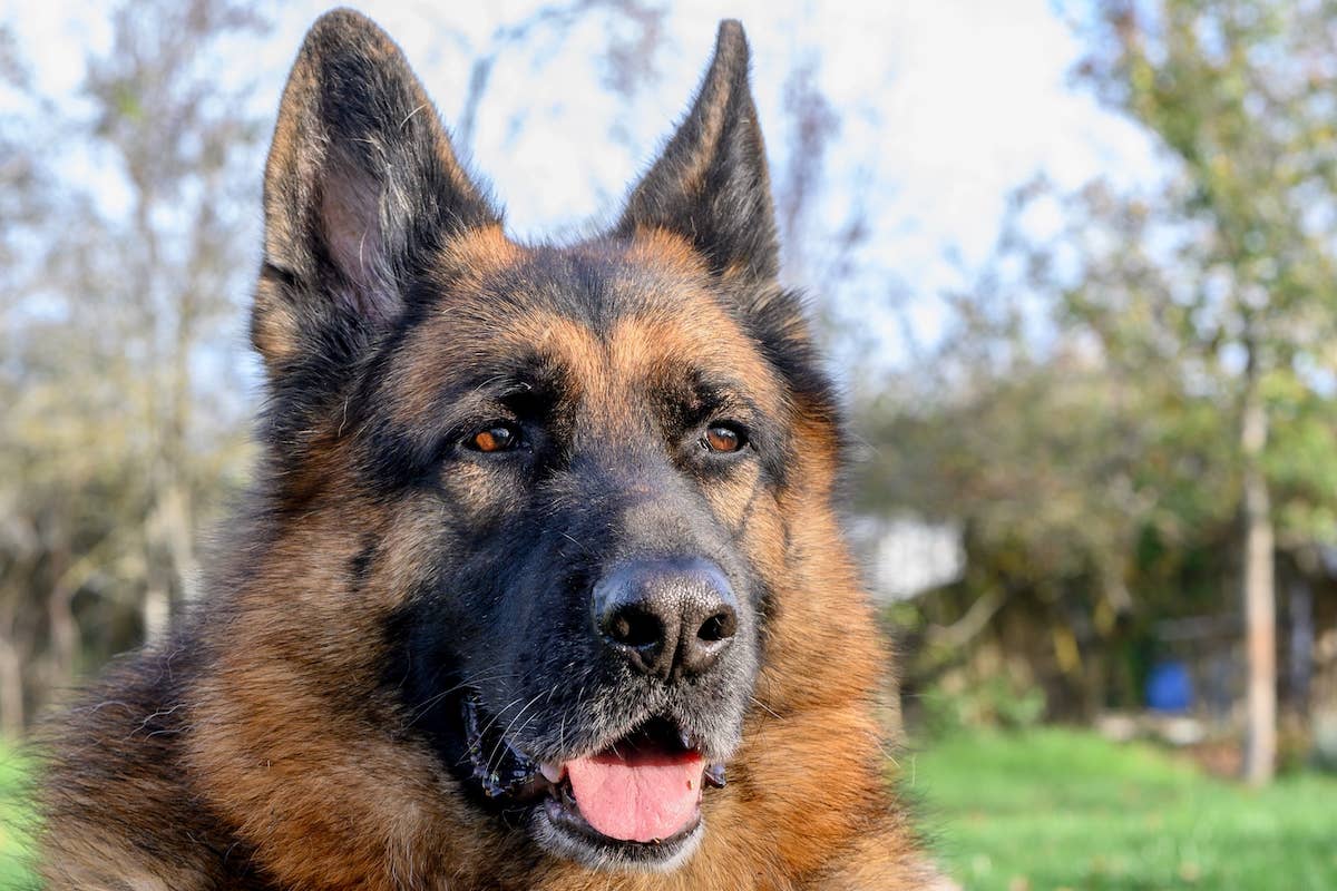 Retired K9 German Shepherd Becomes Sweetest Foster Parent to Newborn ...